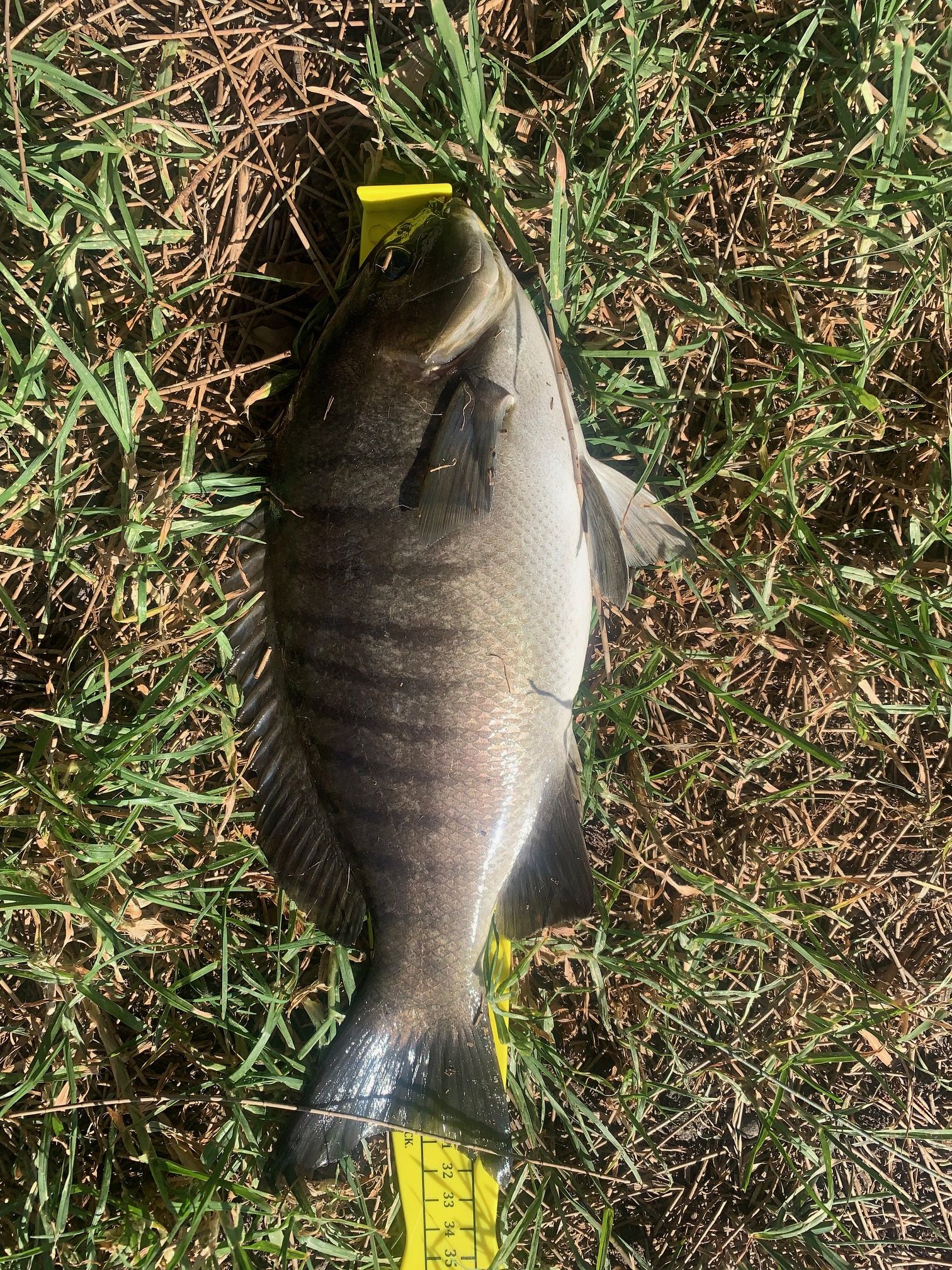 Boxing day teamwork luderick with fishraiders - Saltwater Fishing ...