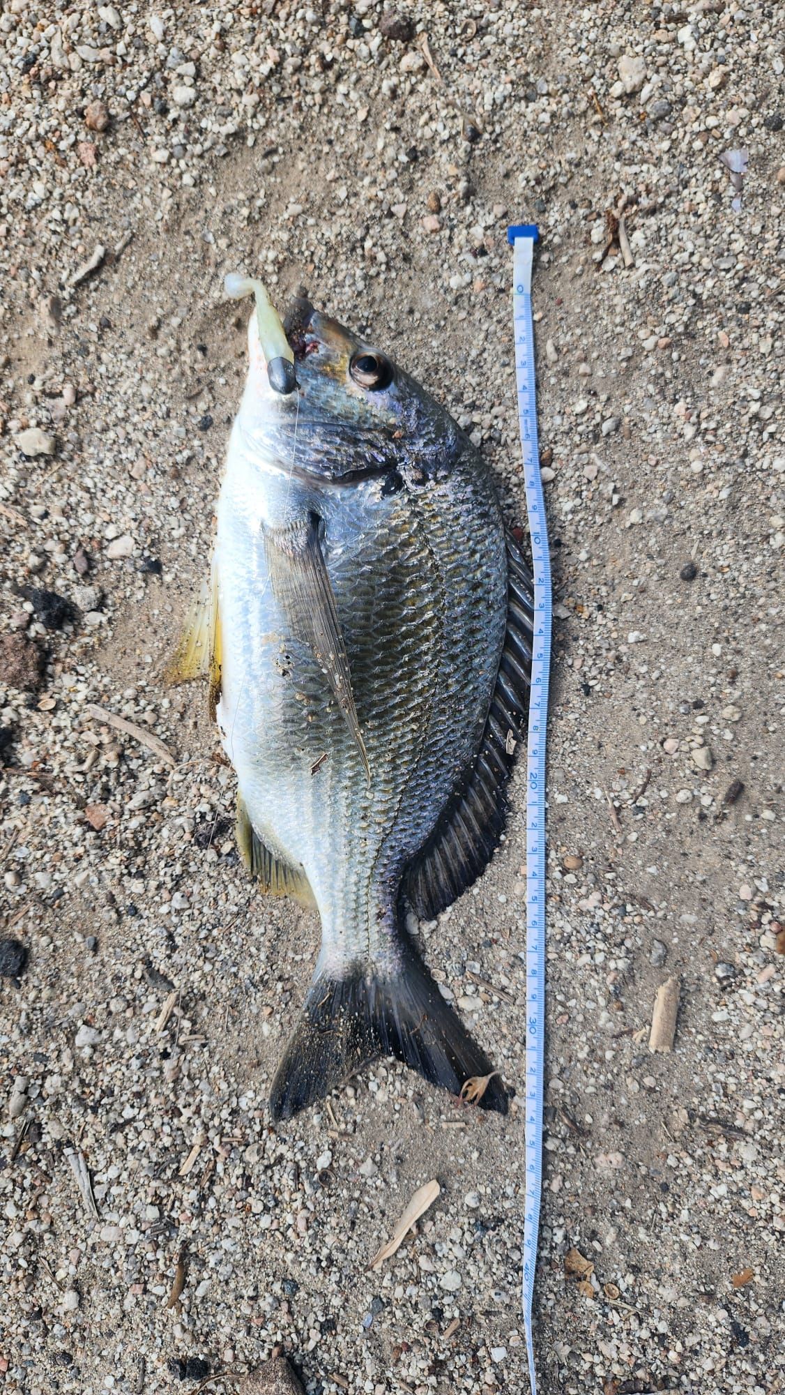 First trev and pb bream - Saltwater Fishing Reports - DECKEE Community
