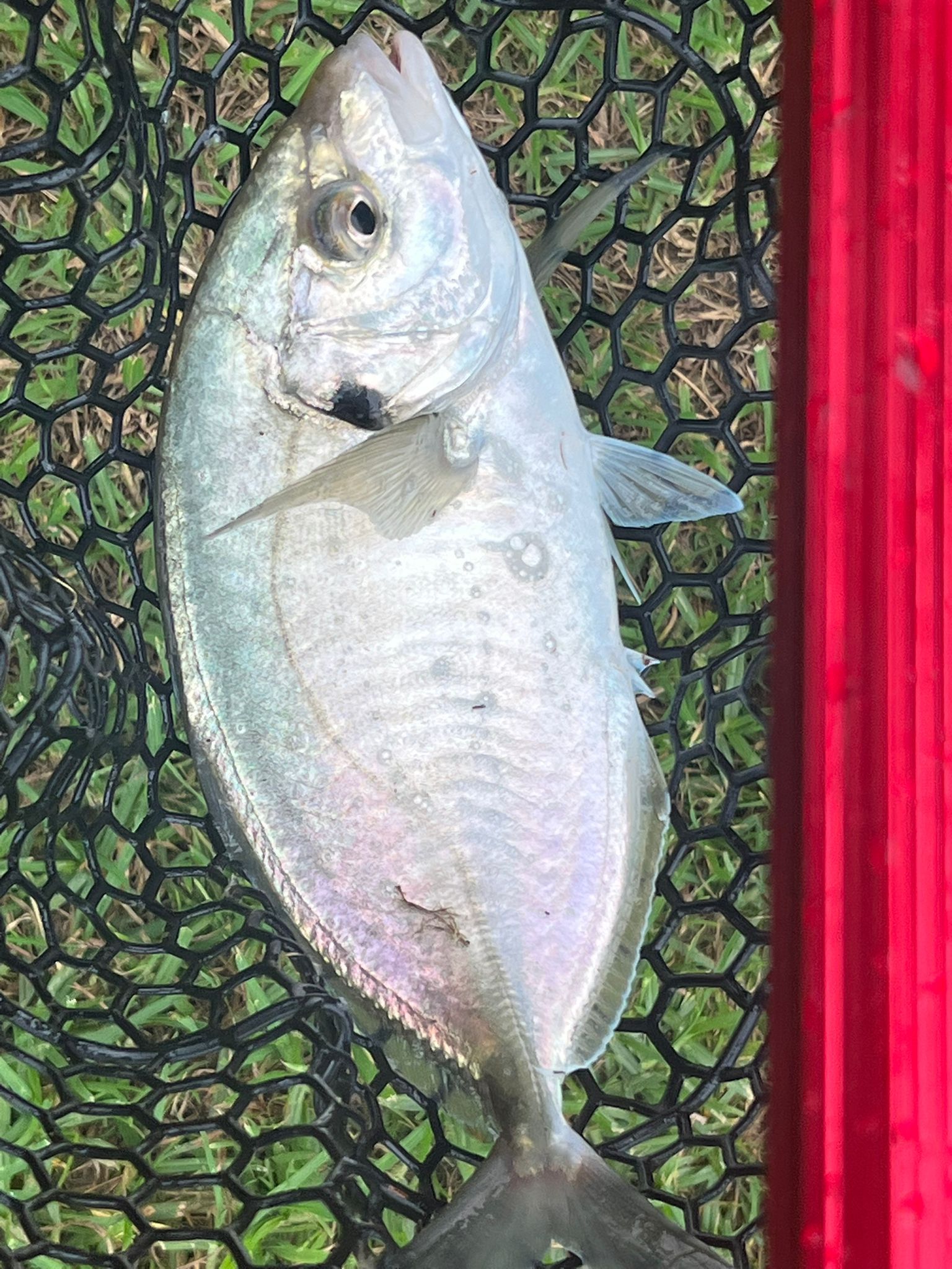 First trev and pb bream - Saltwater Fishing Reports - DECKEE Community
