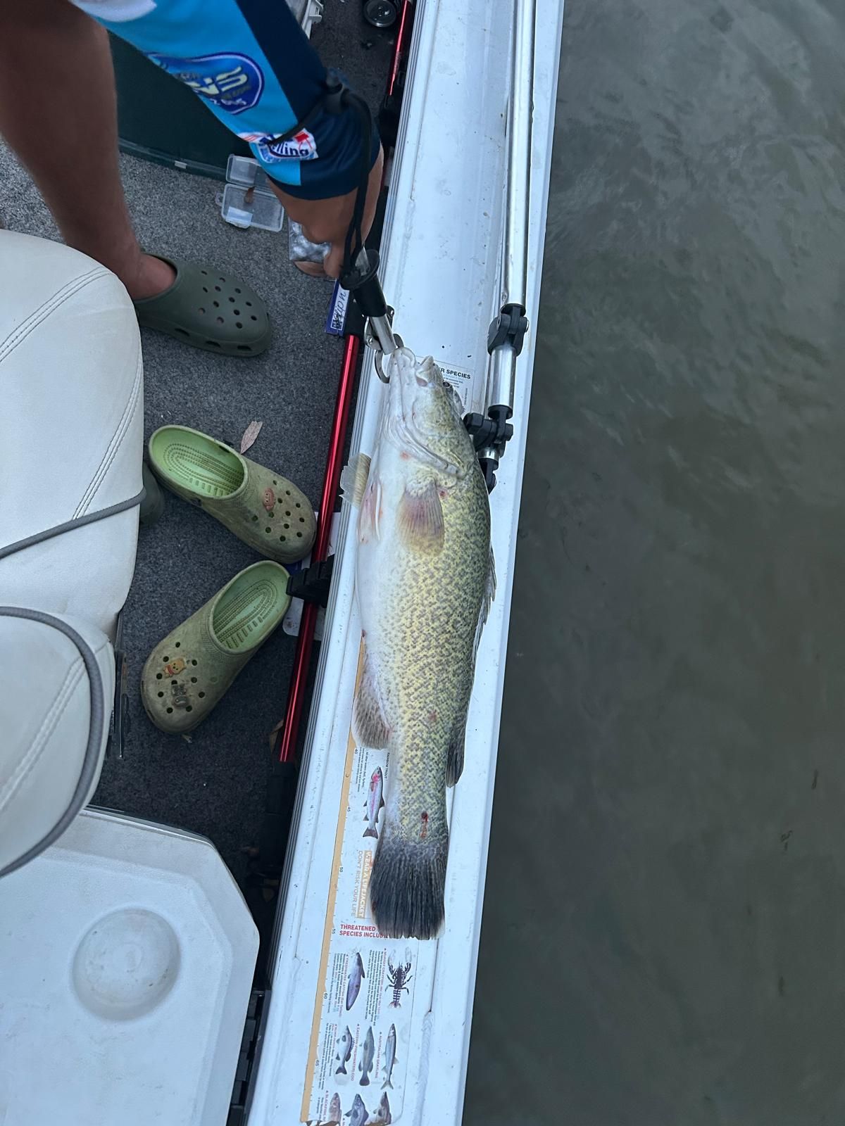 Trout cod or Murray cod? (Murray Cod) - The Aquarium - DECKEE Community