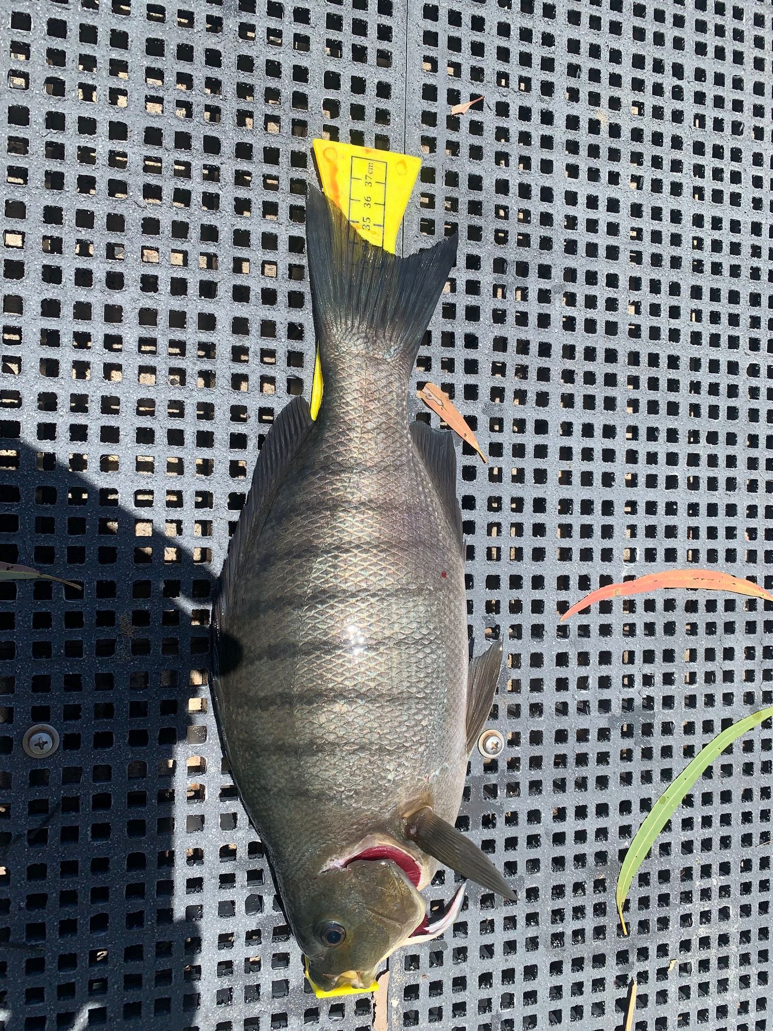 Back on the Luderick after 40 Years - Saltwater Fishing Reports ...