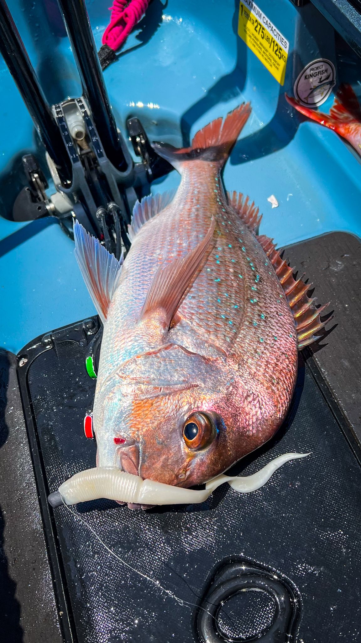 Long Reef Snapper - Saltwater Fishing Reports - DECKEE Community