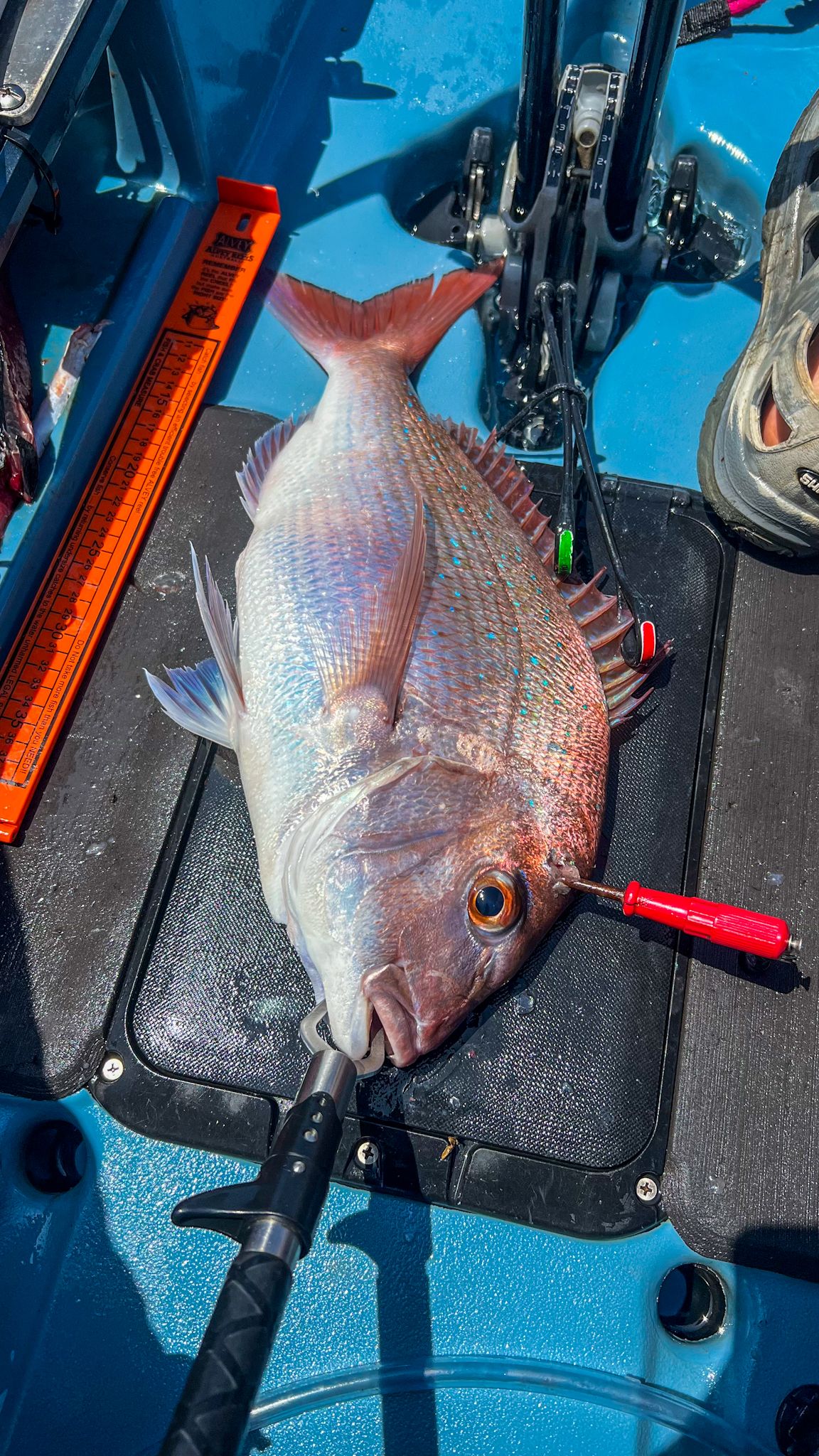 Long Reef Snapper - Saltwater Fishing Reports - DECKEE Community