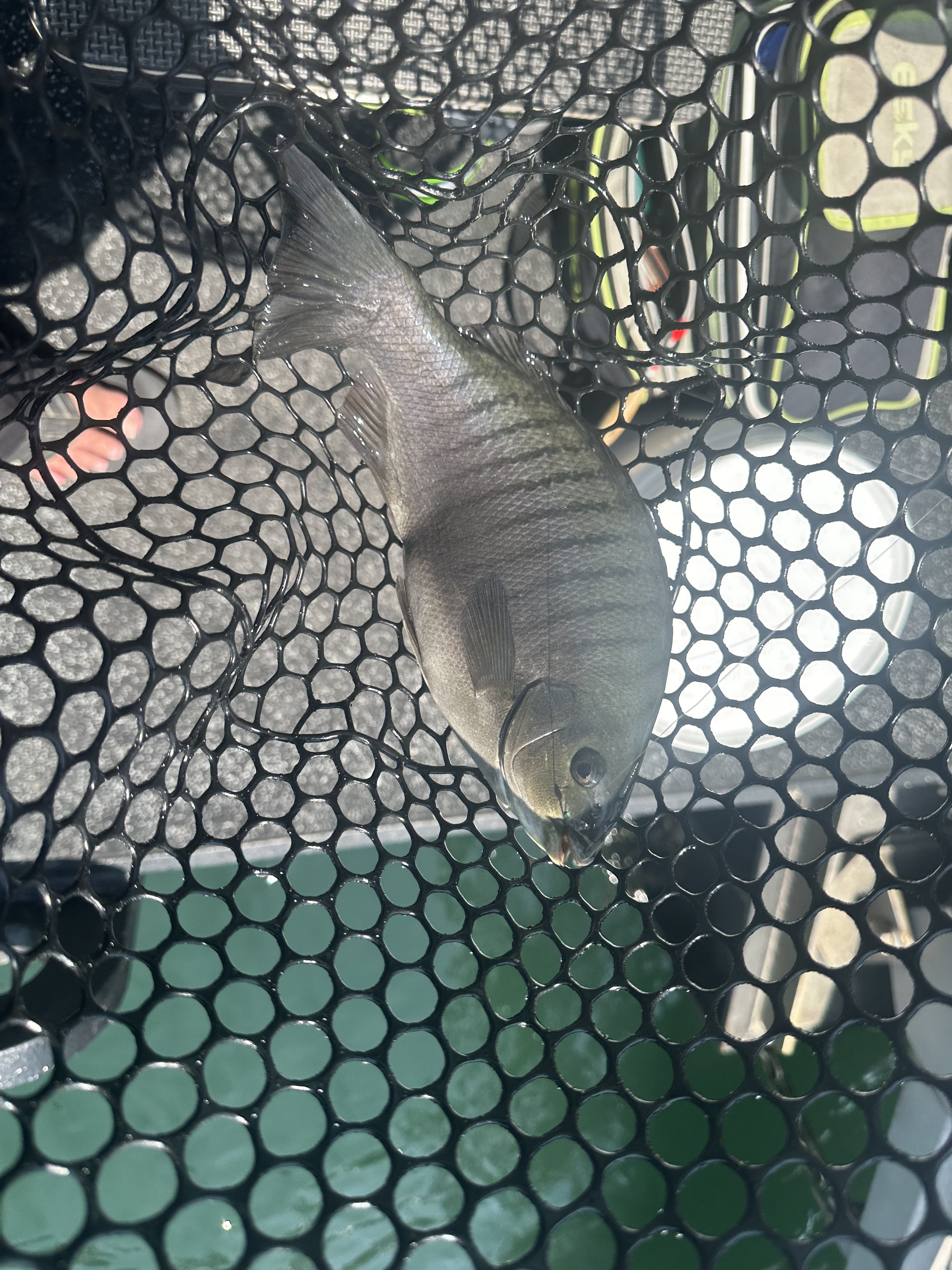 A few luderick on my home grown weed - Saltwater Fishing Reports ...