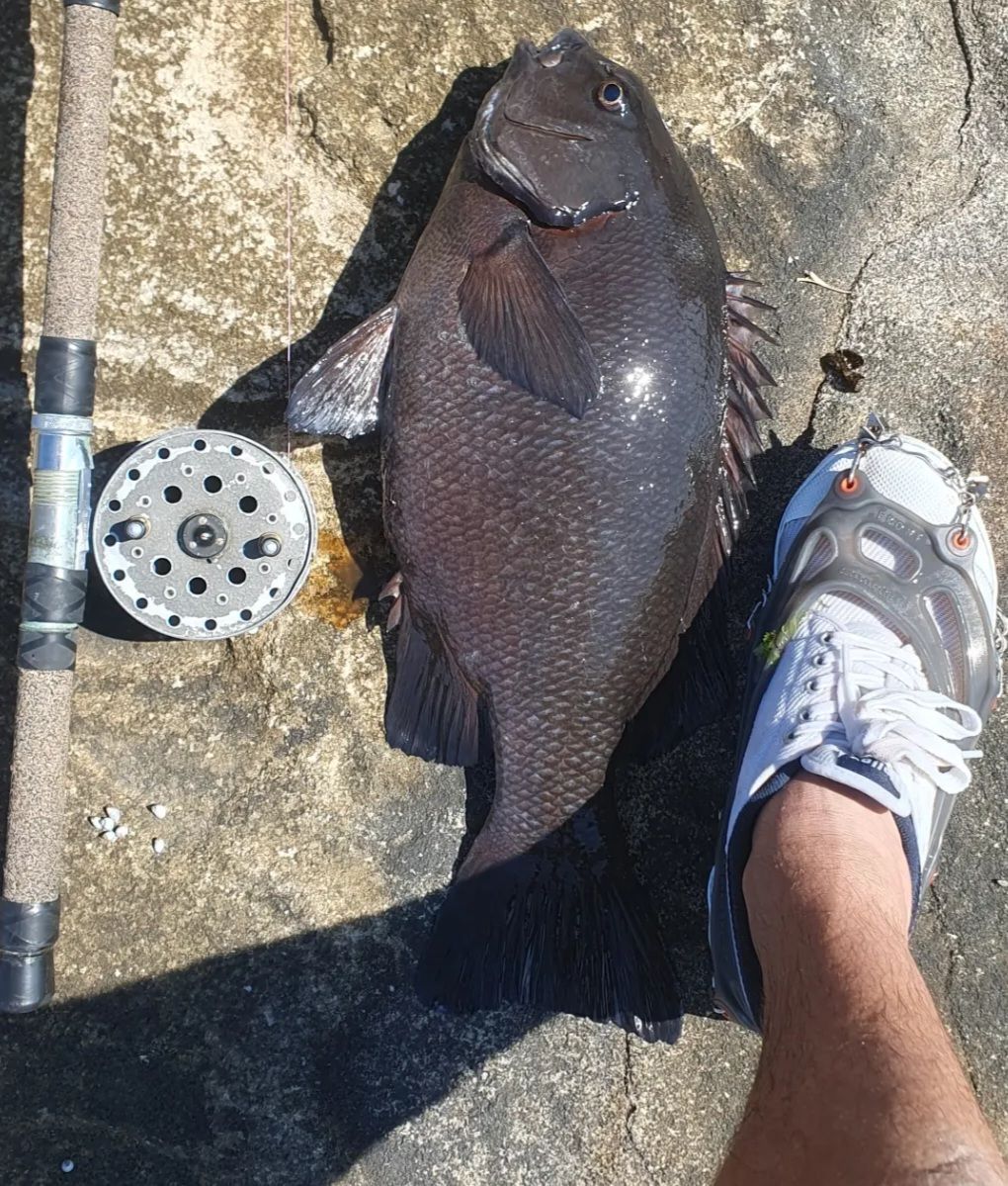 PB Drummer on luderick gear + luderick bag out. - Saltwater Fishing ...