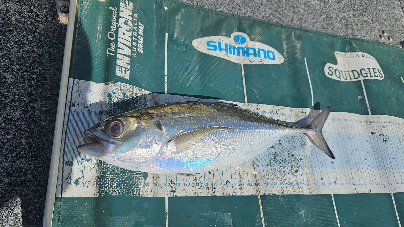 Identify please (Finny Scad) - The Aquarium - DECKEE Community