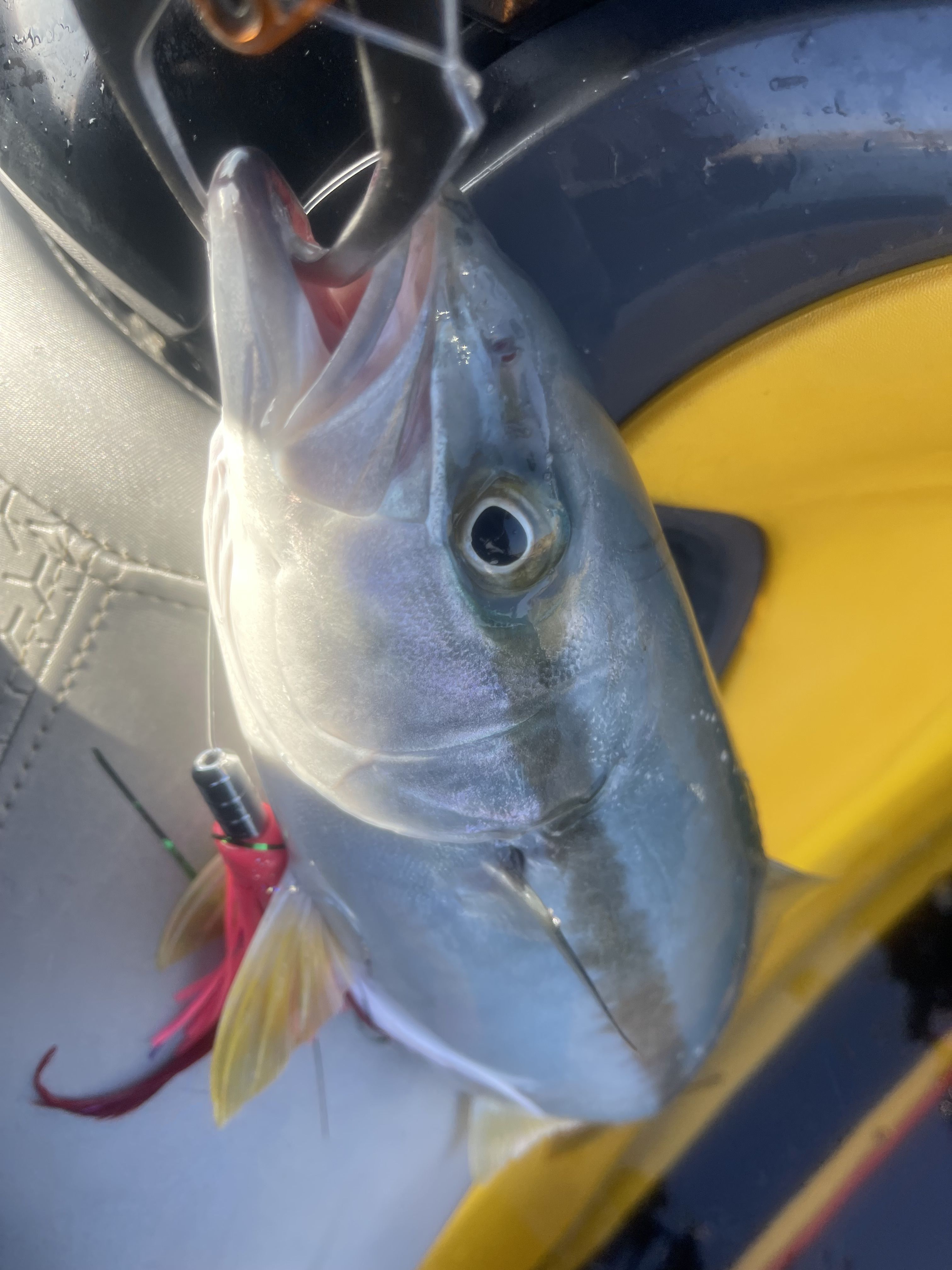 Bonito, Mack Tuna, Salmon, Tailor, Kingfish, Jewfish, Snapper ...