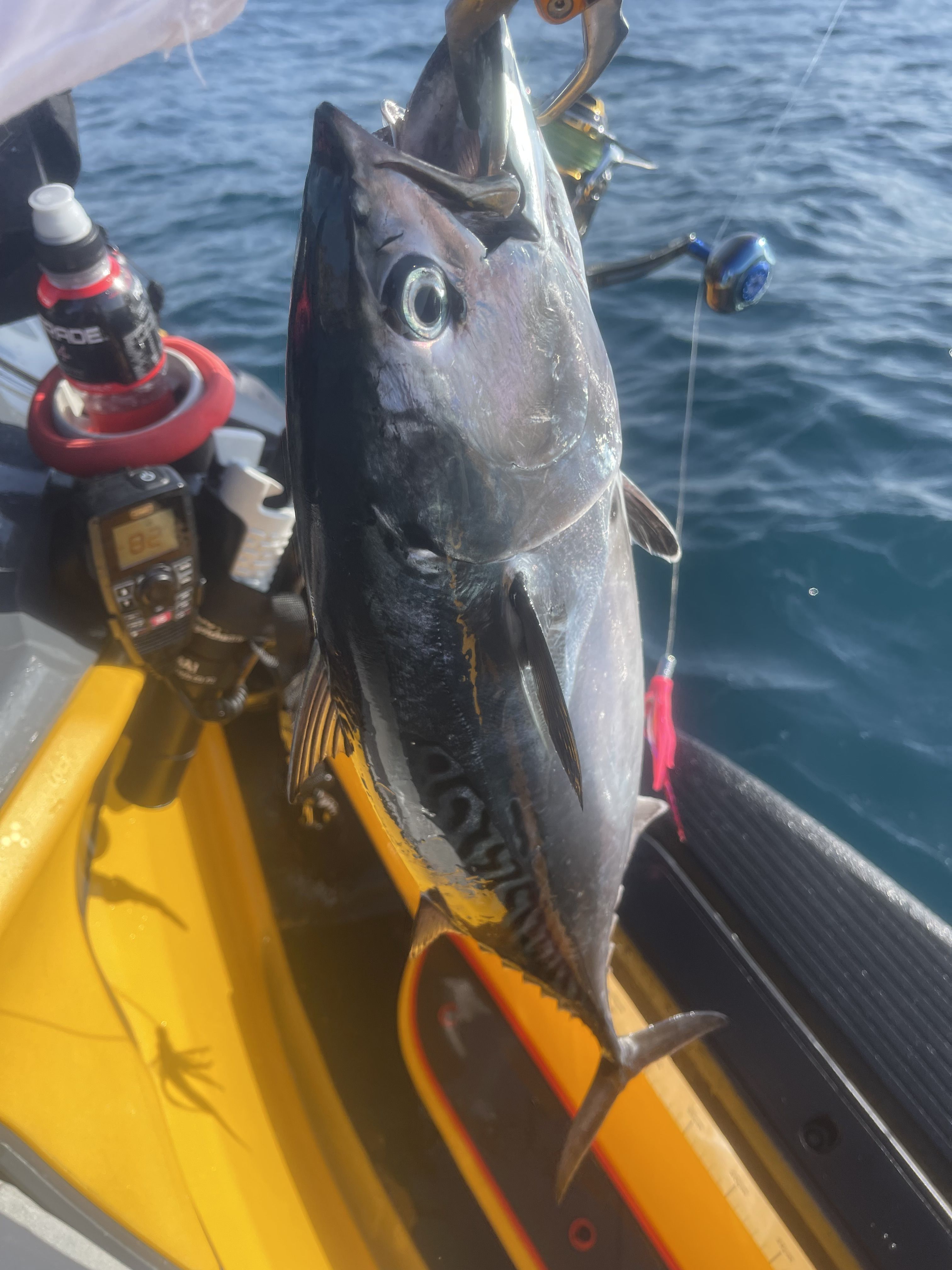 Bonito, Mack Tuna, Salmon, Tailor, Kingfish, Jewfish, Snapper ...