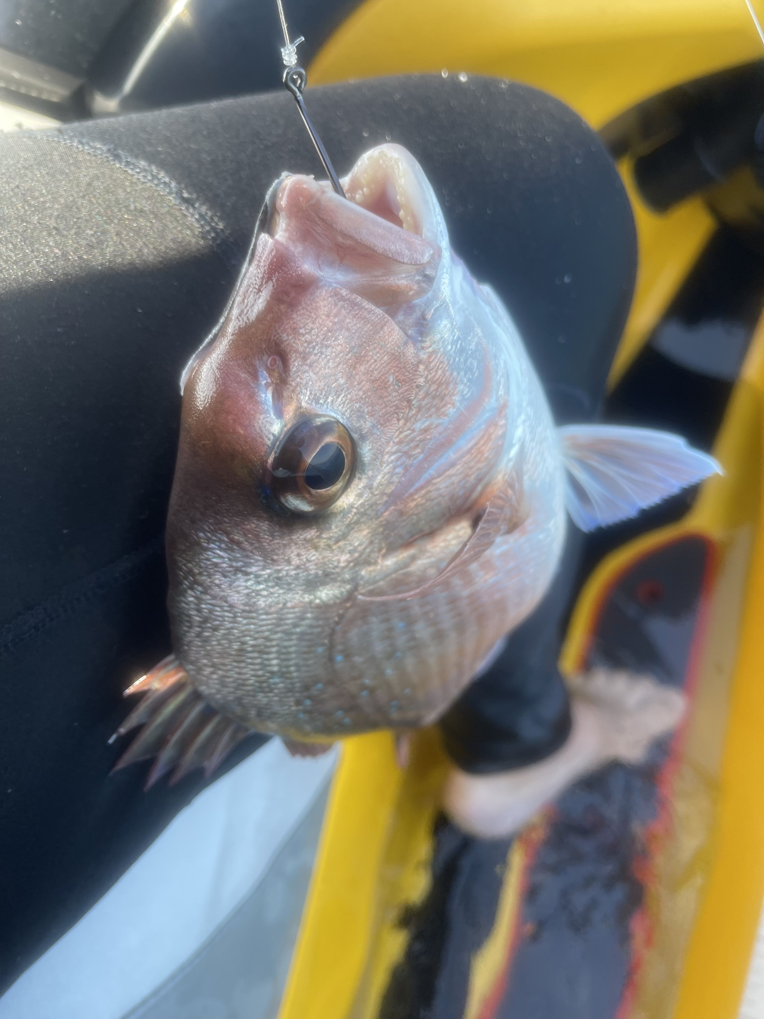 Bonito, Mack Tuna, Salmon, Tailor, Kingfish, Jewfish, Snapper ...