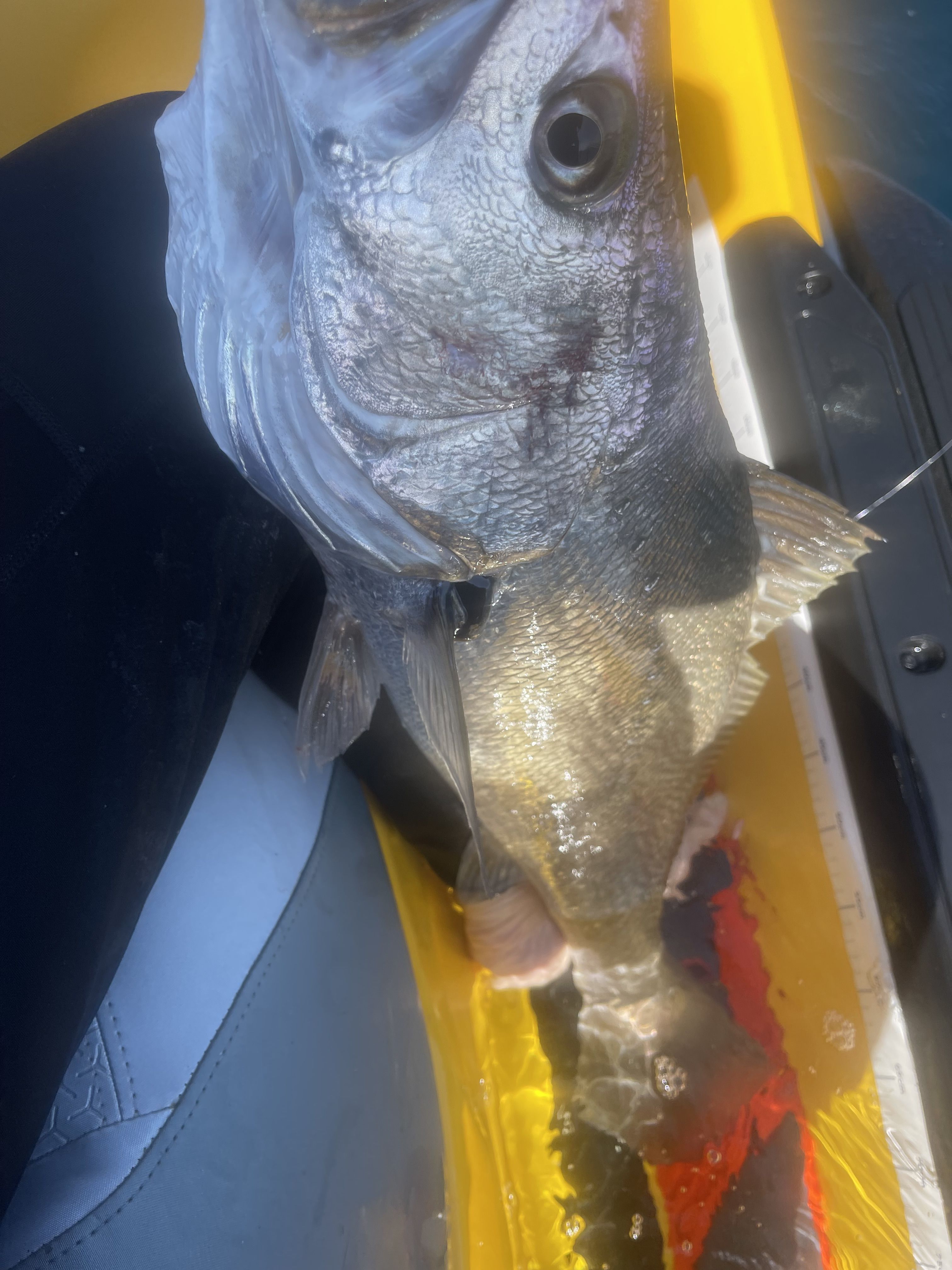 Bonito, Mack Tuna, Salmon, Tailor, Kingfish, Jewfish, Snapper ...