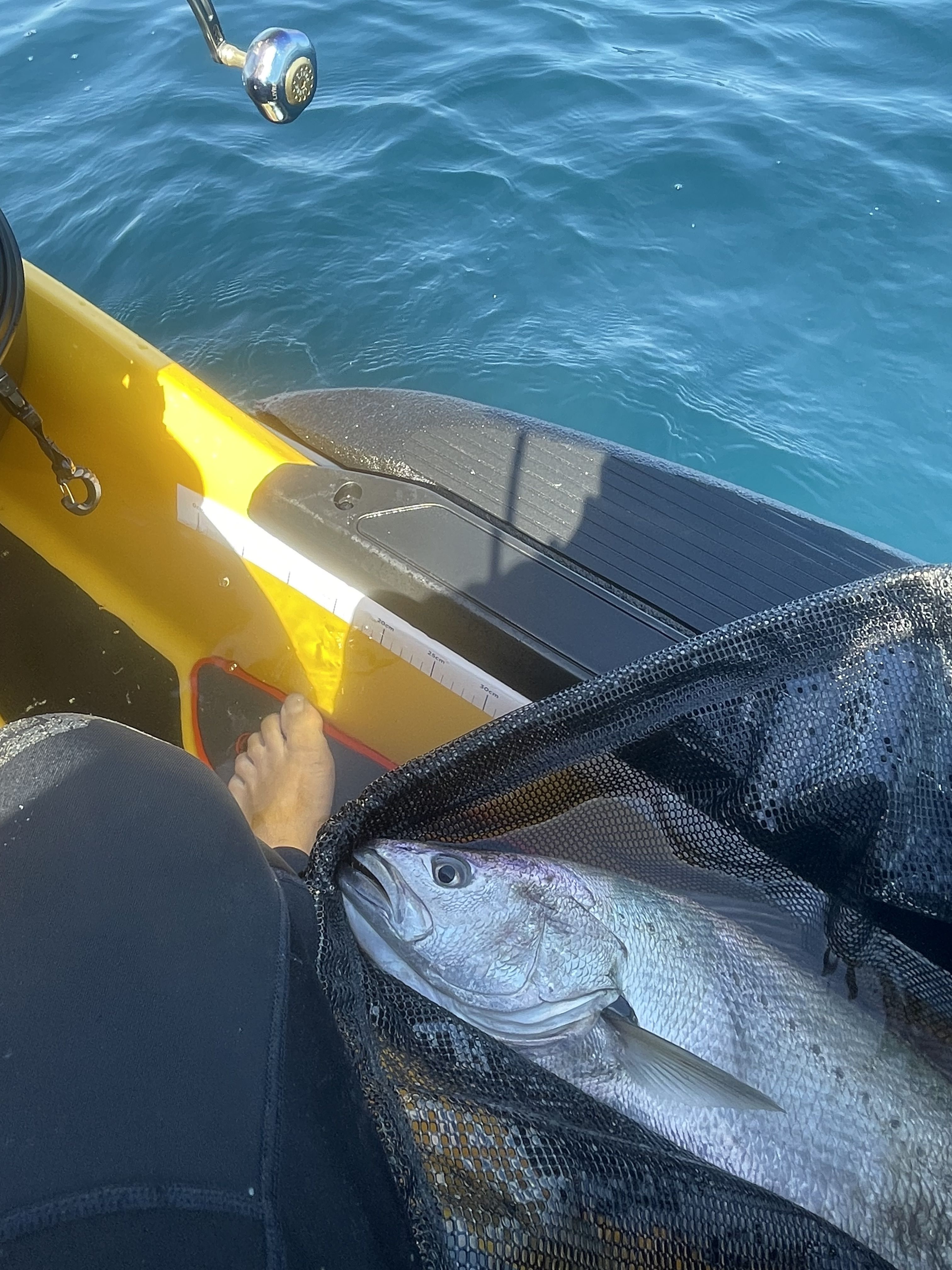 Bonito, Mack Tuna, Salmon, Tailor, Kingfish, Jewfish, Snapper ...