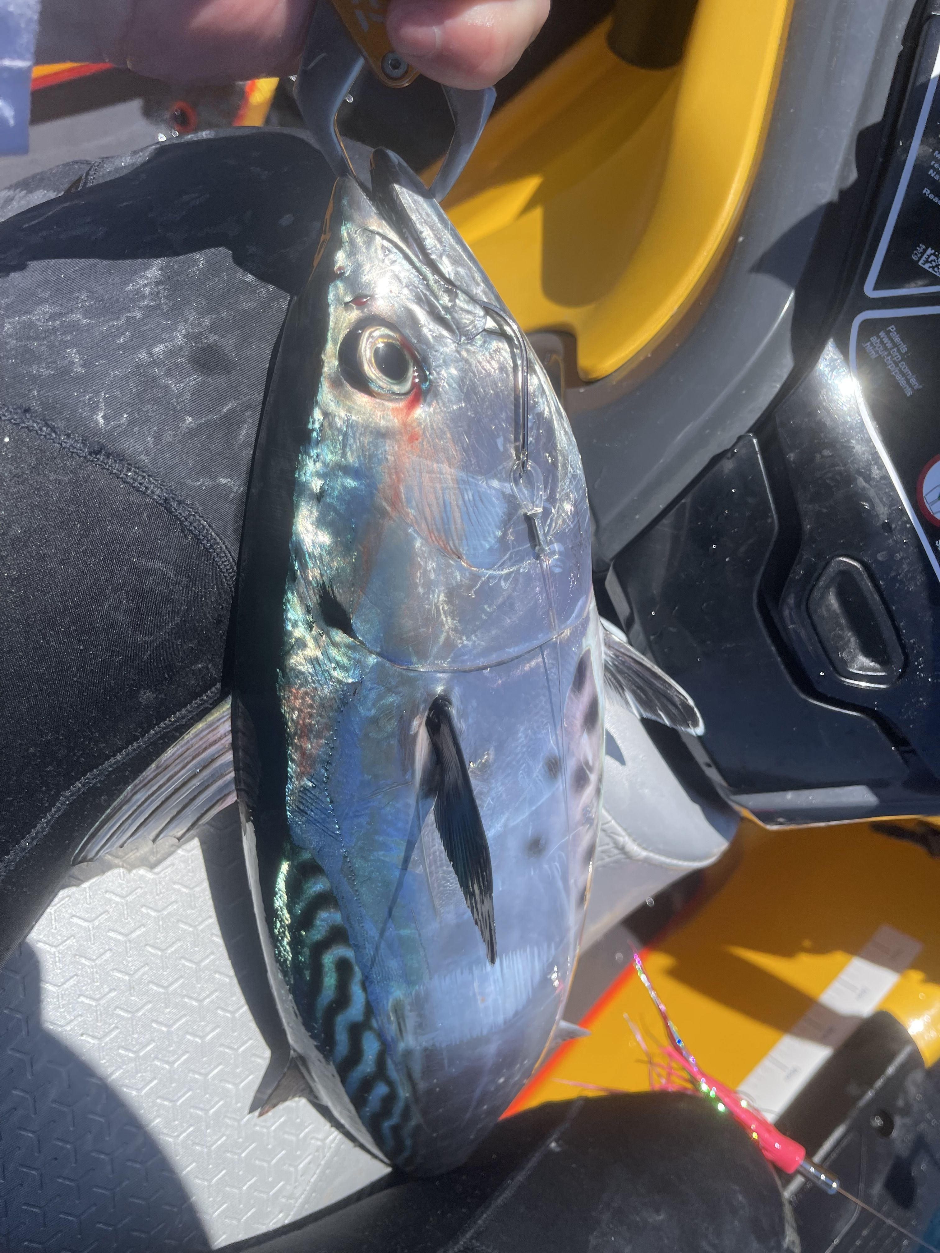 Bonito, Mack Tuna, Salmon, Tailor, Kingfish, Jewfish, Snapper ...