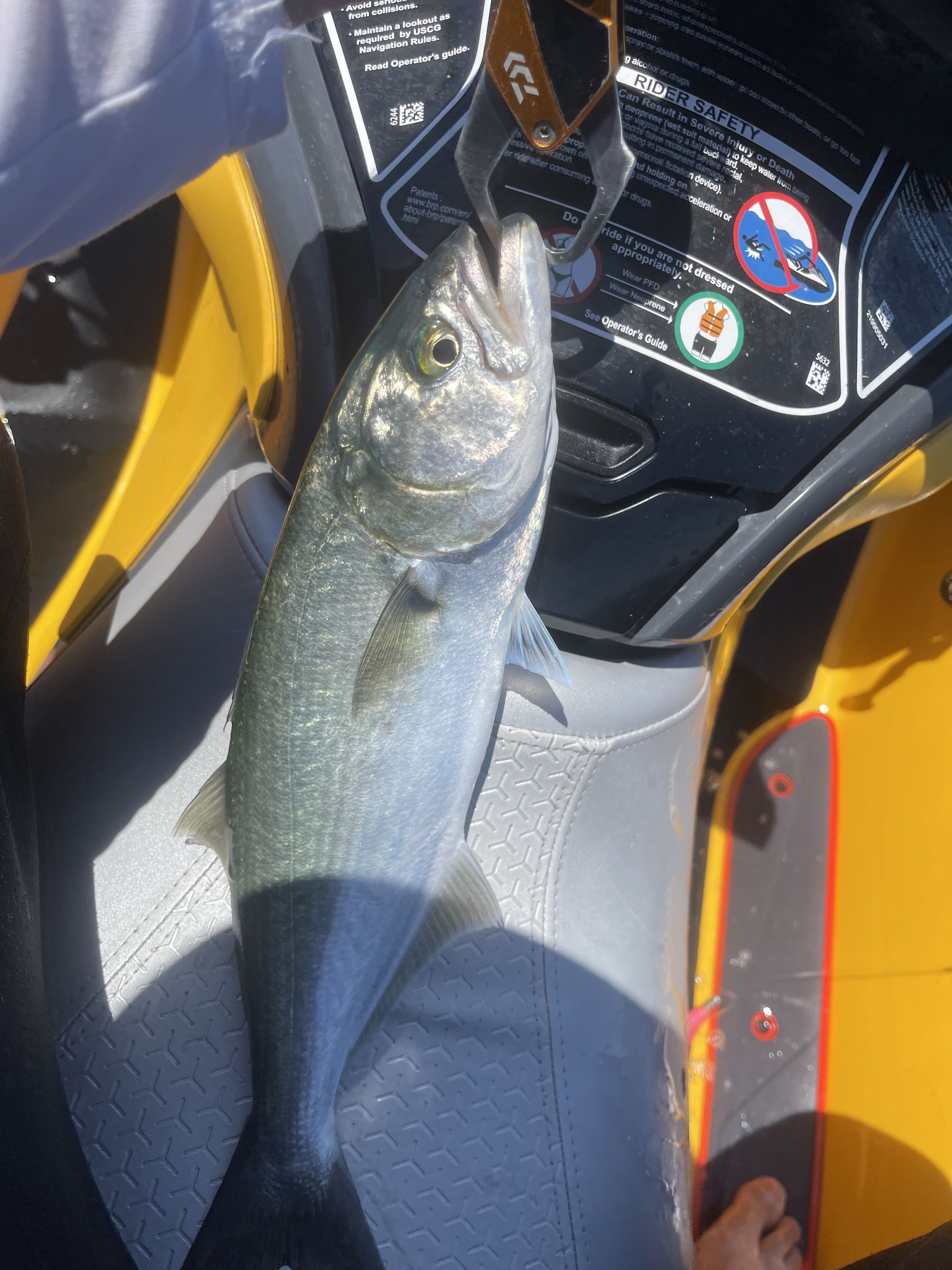 Bonito, Mack Tuna, Salmon, Tailor, Kingfish, Jewfish, Snapper ...