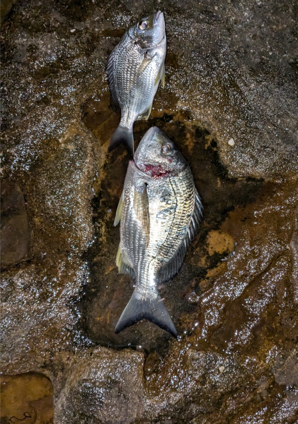 Quick bream session - Saltwater Fishing Reports - DECKEE Community