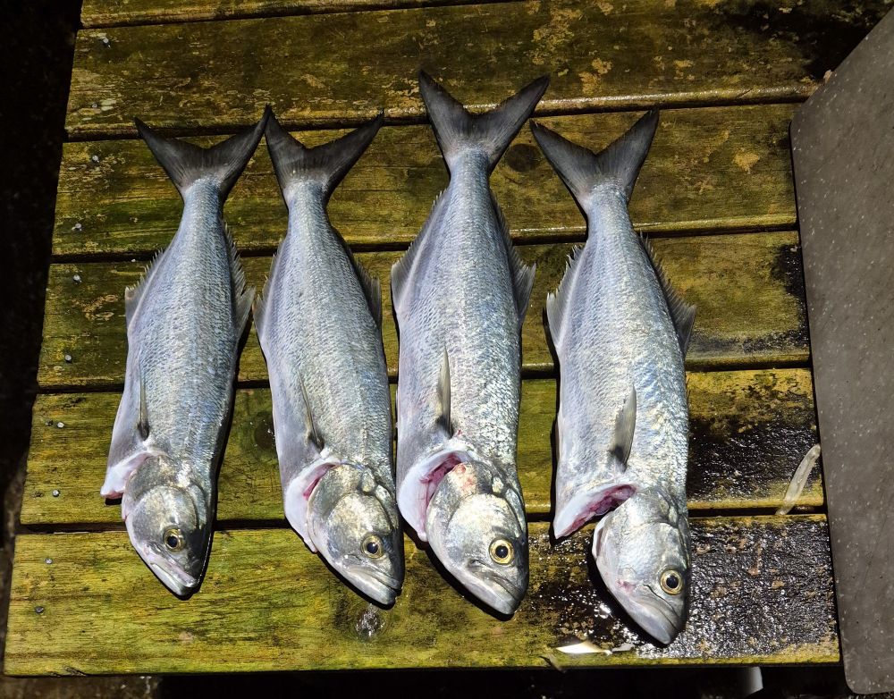 Bate Bay - Saltwater Fishing Reports - DECKEE Community