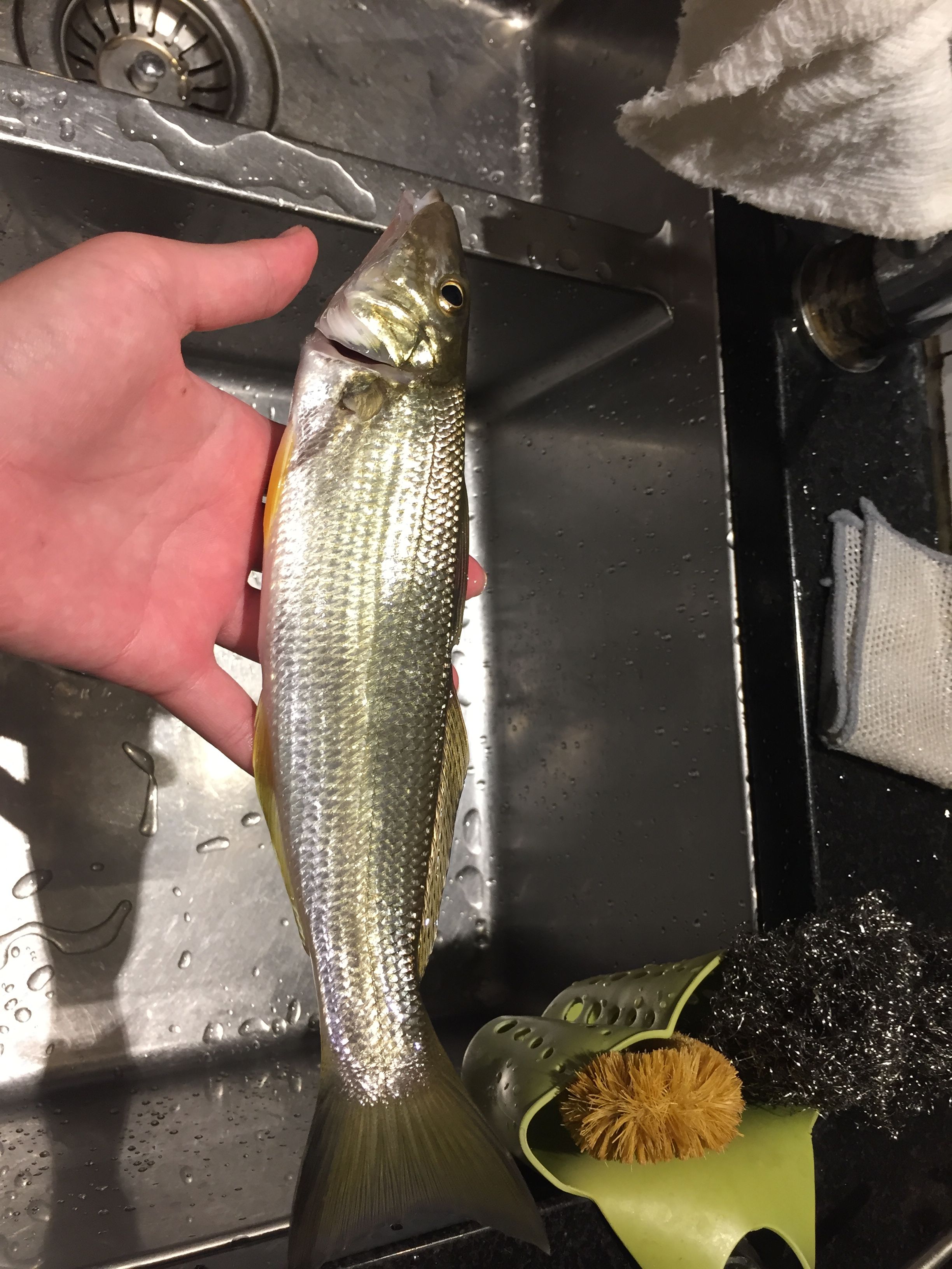 My first topwater whiting! - Saltwater Fishing Reports - DECKEE Community