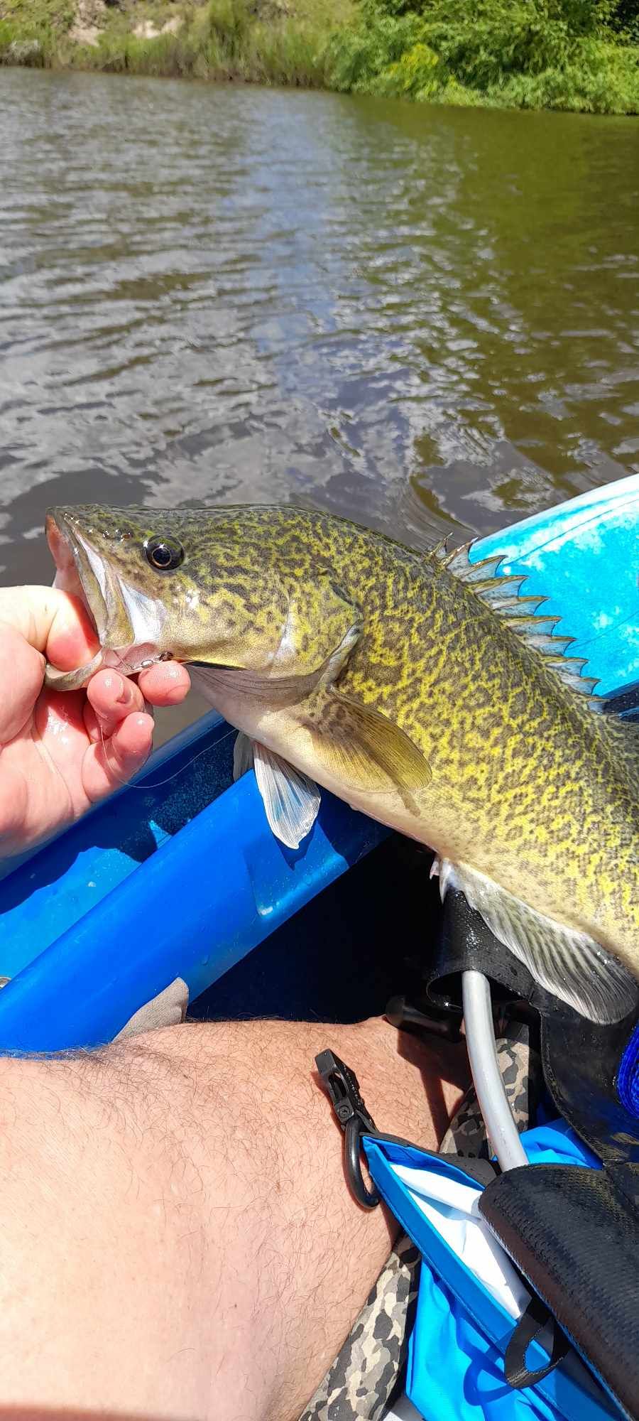 Cod opening - Freshwater Fishing Reports - DECKEE Community
