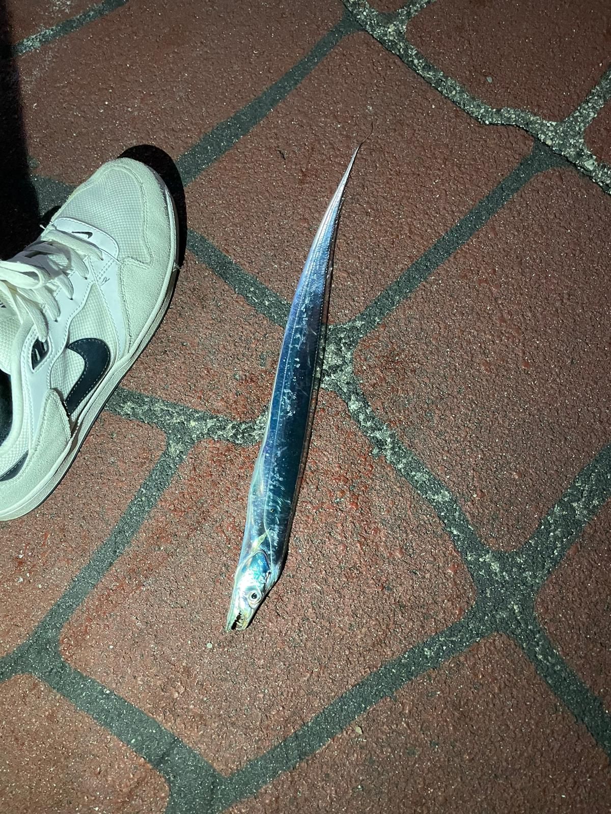 Singapore Pt 3: Bedok Jetty - Saltwater Fishing Reports - DECKEE Community