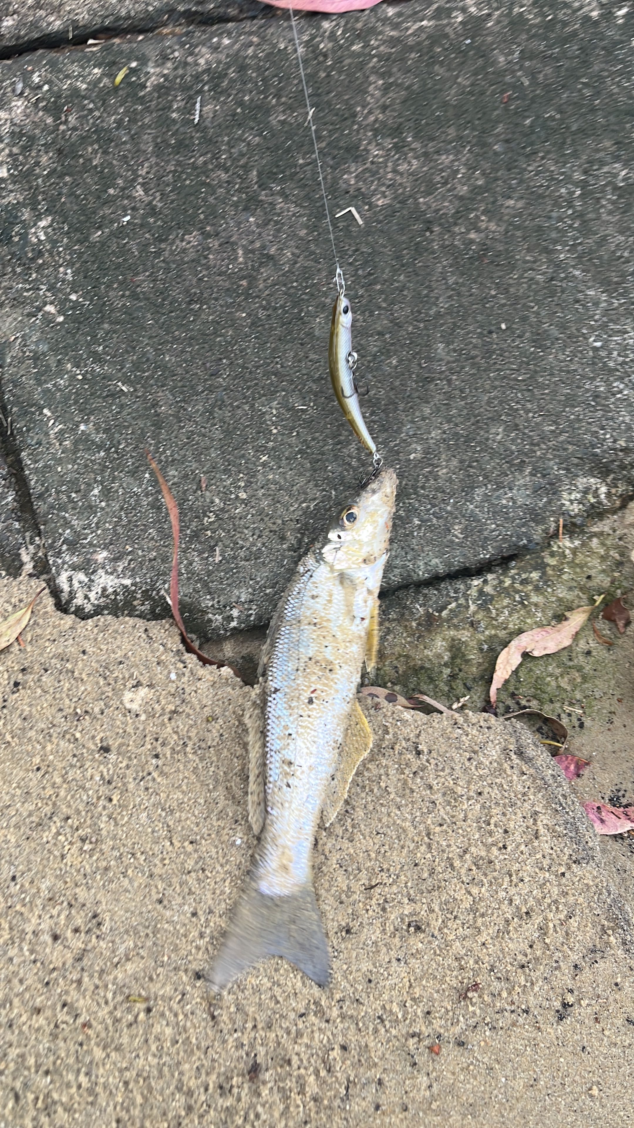 Topwater Whiting - First fish of 2025 - Saltwater Fishing Reports ...