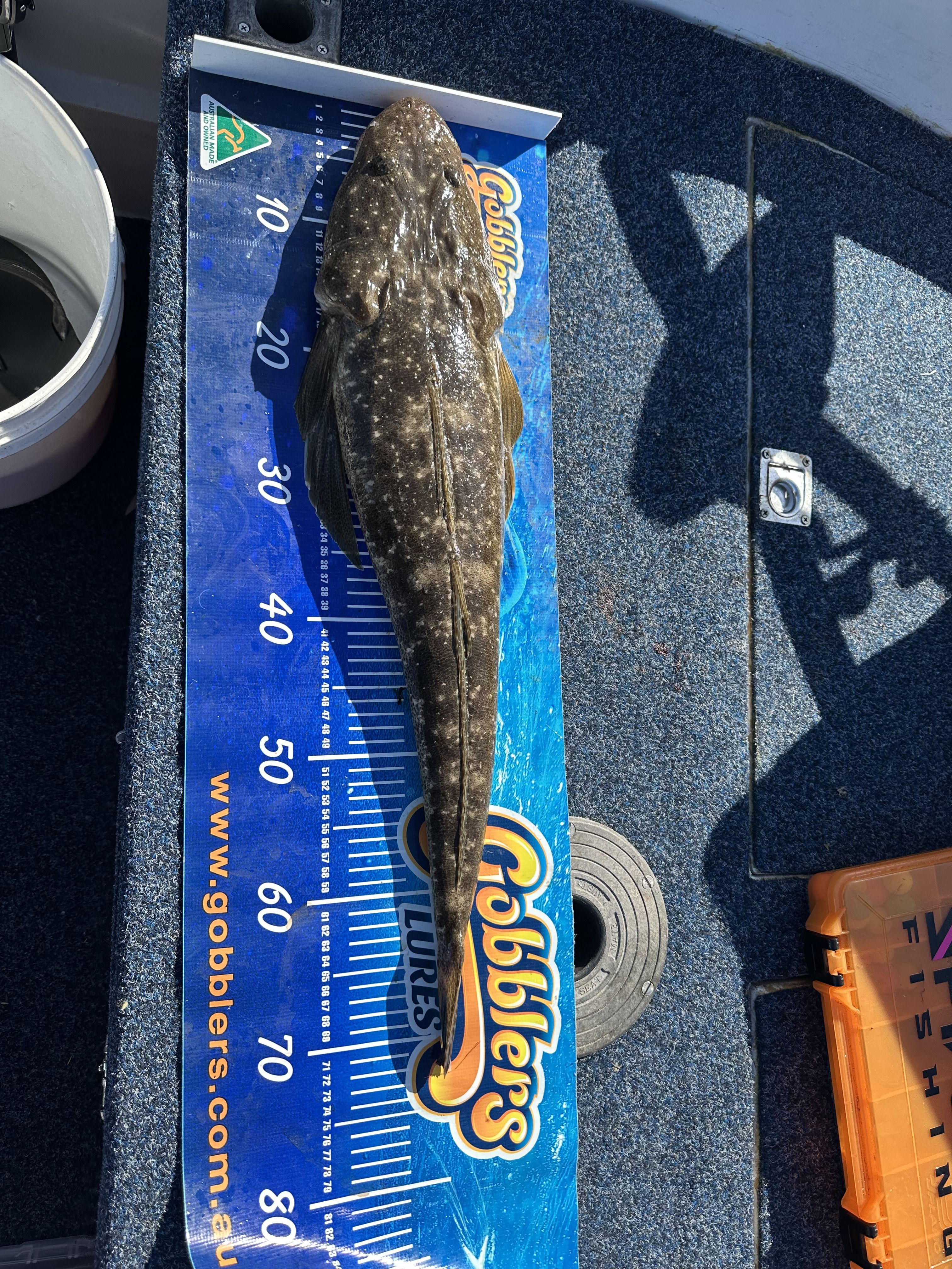 Pittwater flathead 21/1/25 - Saltwater Fishing Reports - DECKEE Community