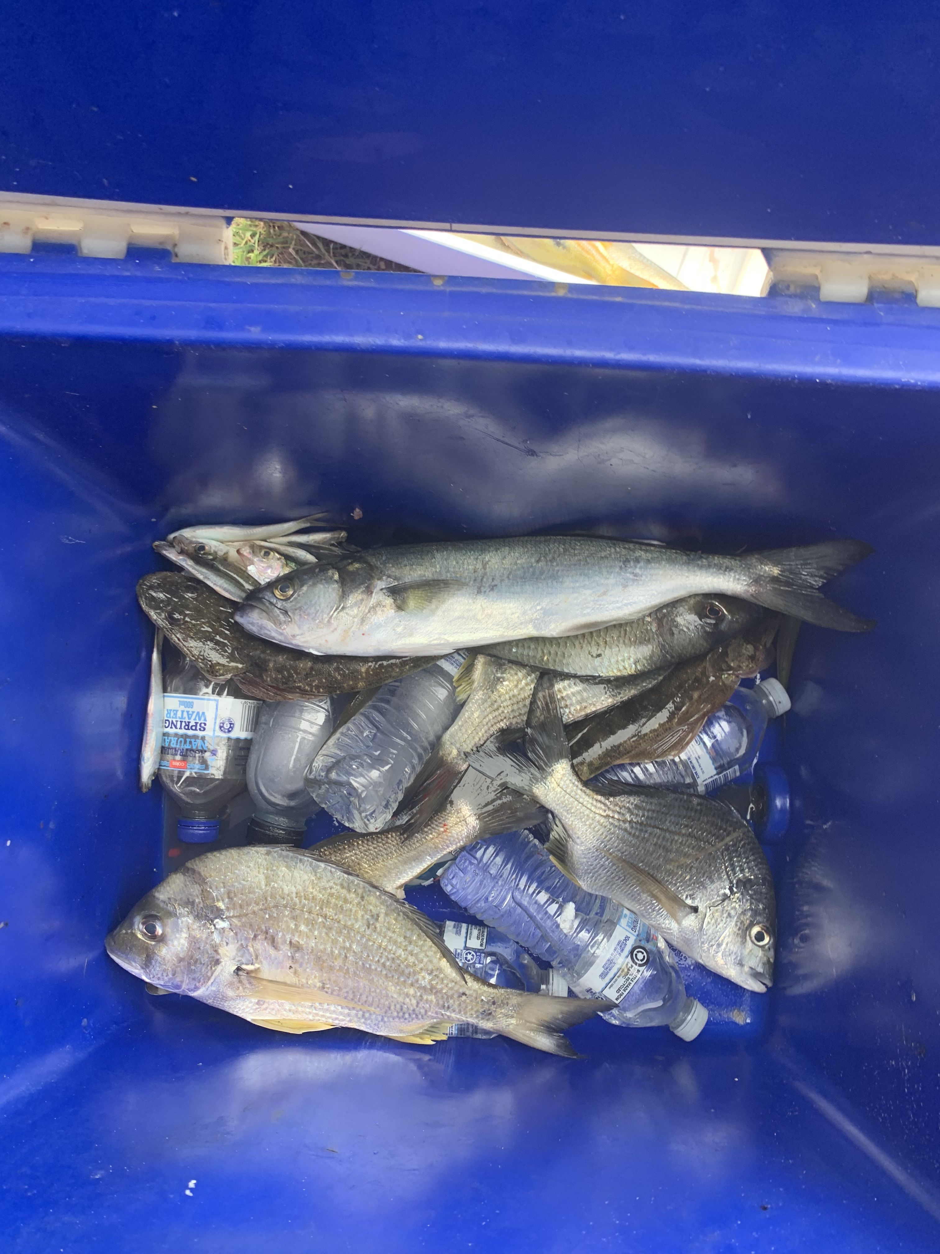 Week at swr - Saltwater Fishing Reports - DECKEE Community Week at swr - Saltwater Fishing Reports - DECKEE Community