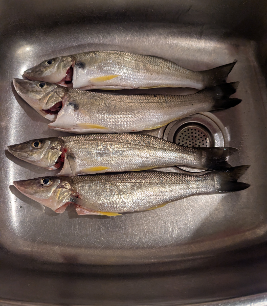 Stockton beach - Saltwater Fishing Reports - DECKEE Community