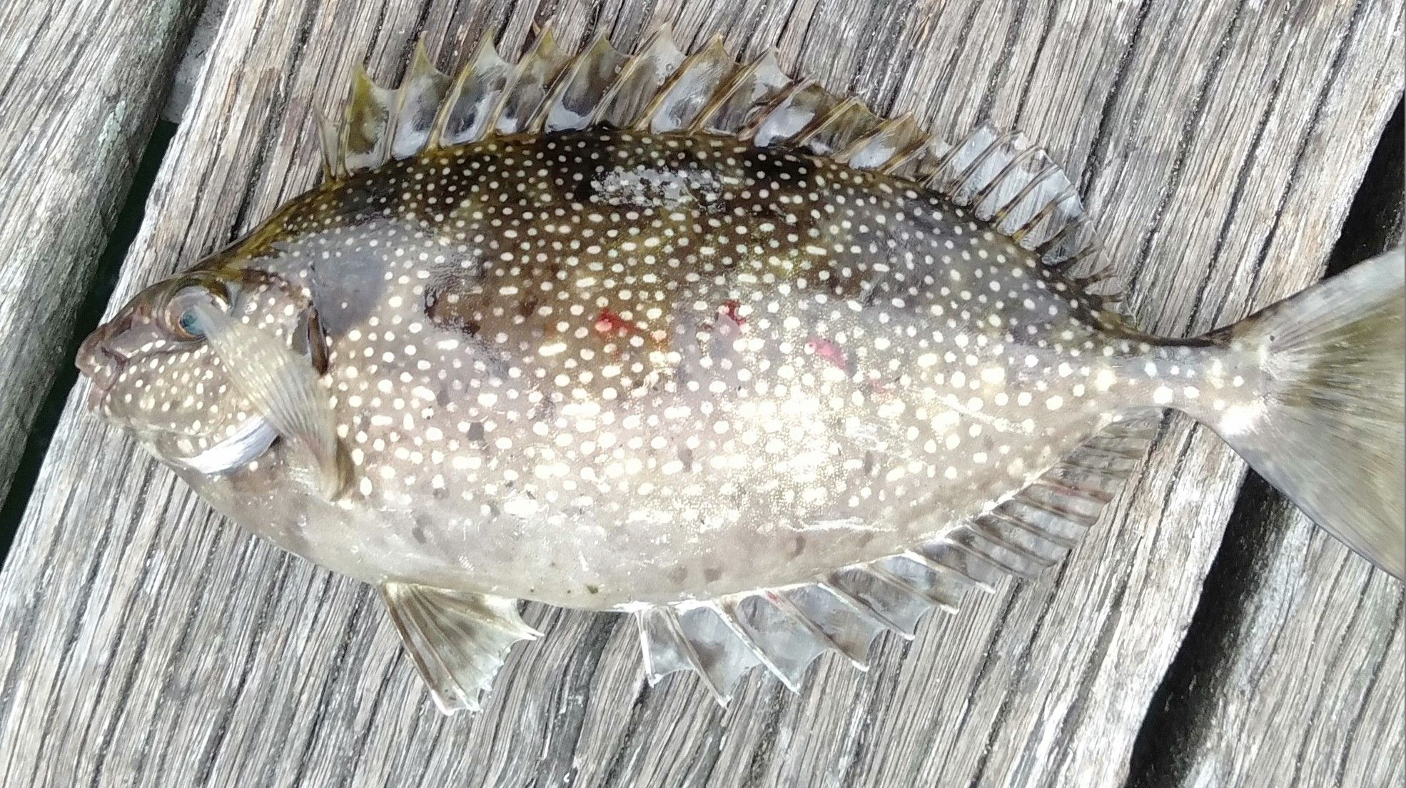 Fortescue's - Waza's Yarns - DECKEE Community