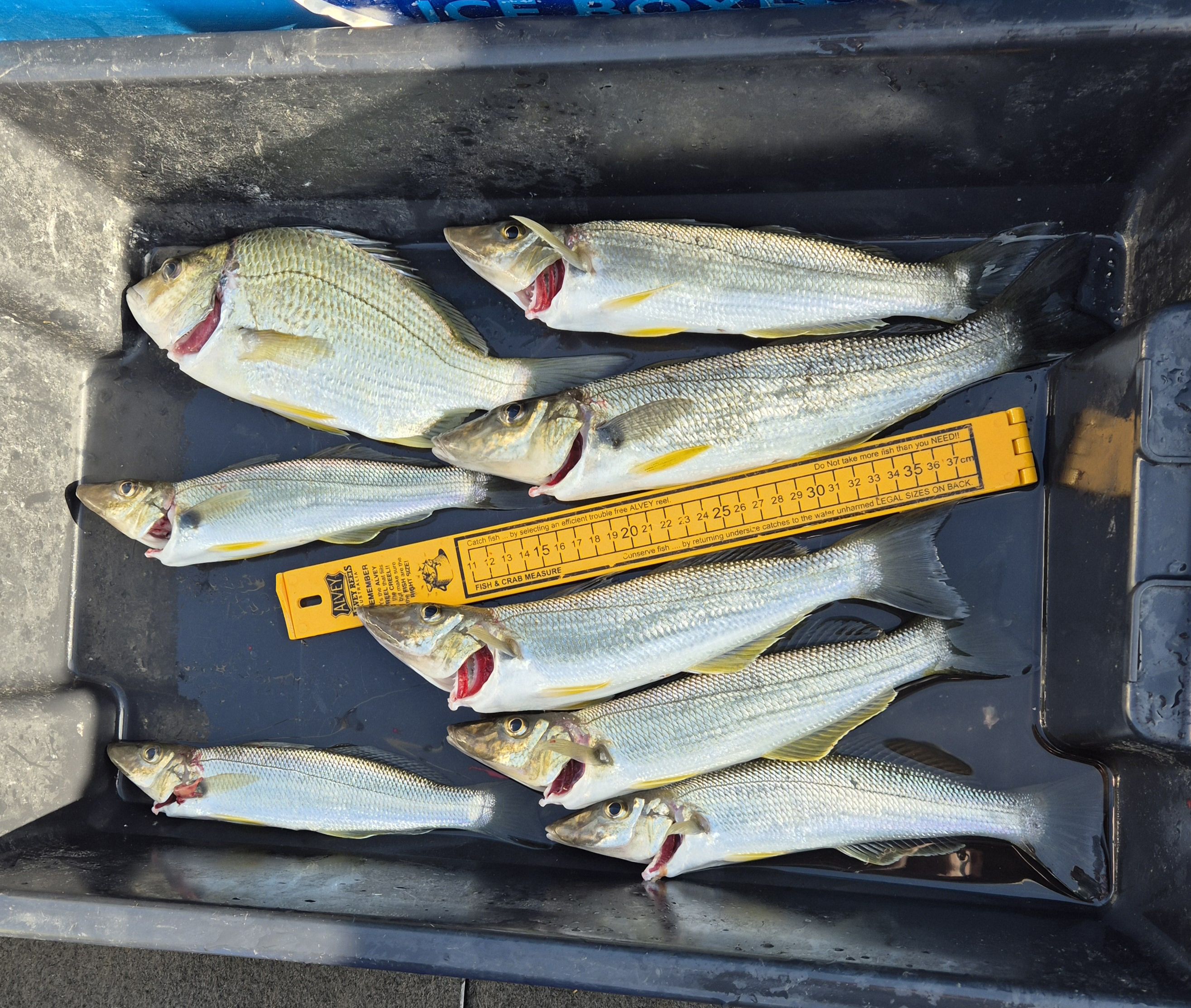 Port Hacking - Saltwater Fishing Reports - DECKEE Community