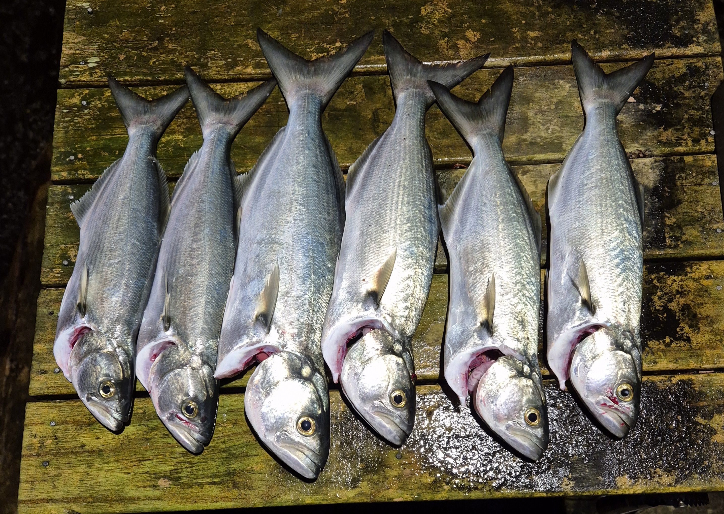 Bate Bay - Saltwater Fishing Reports - DECKEE Community