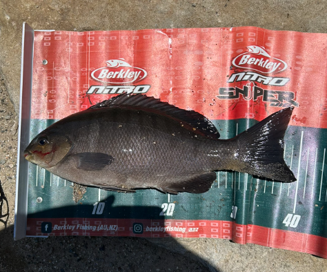 Luderick action - Saltwater Fishing Reports - DECKEE Community