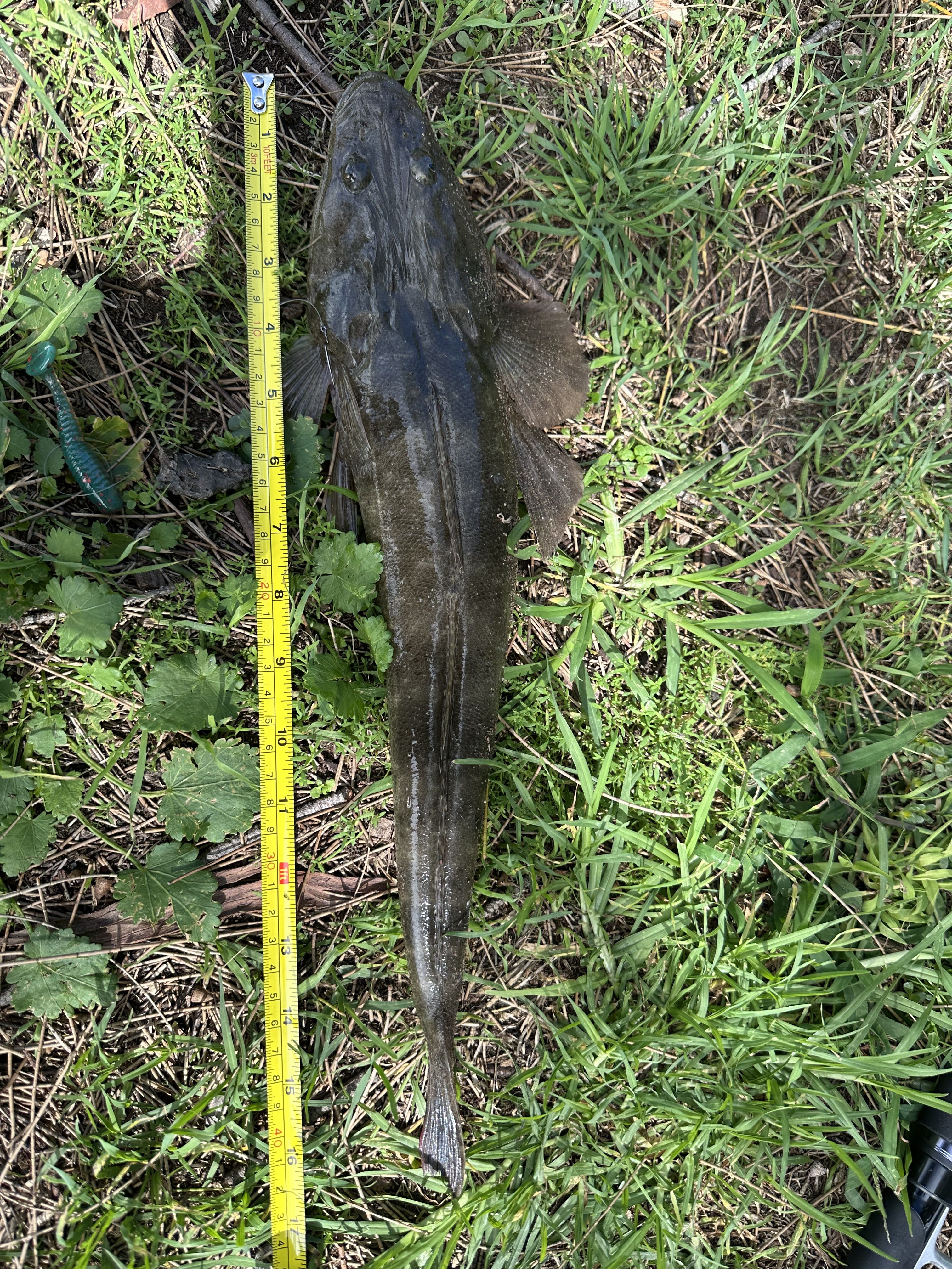 Quick flick at Bayview park - Saltwater Fishing Reports - DECKEE Community