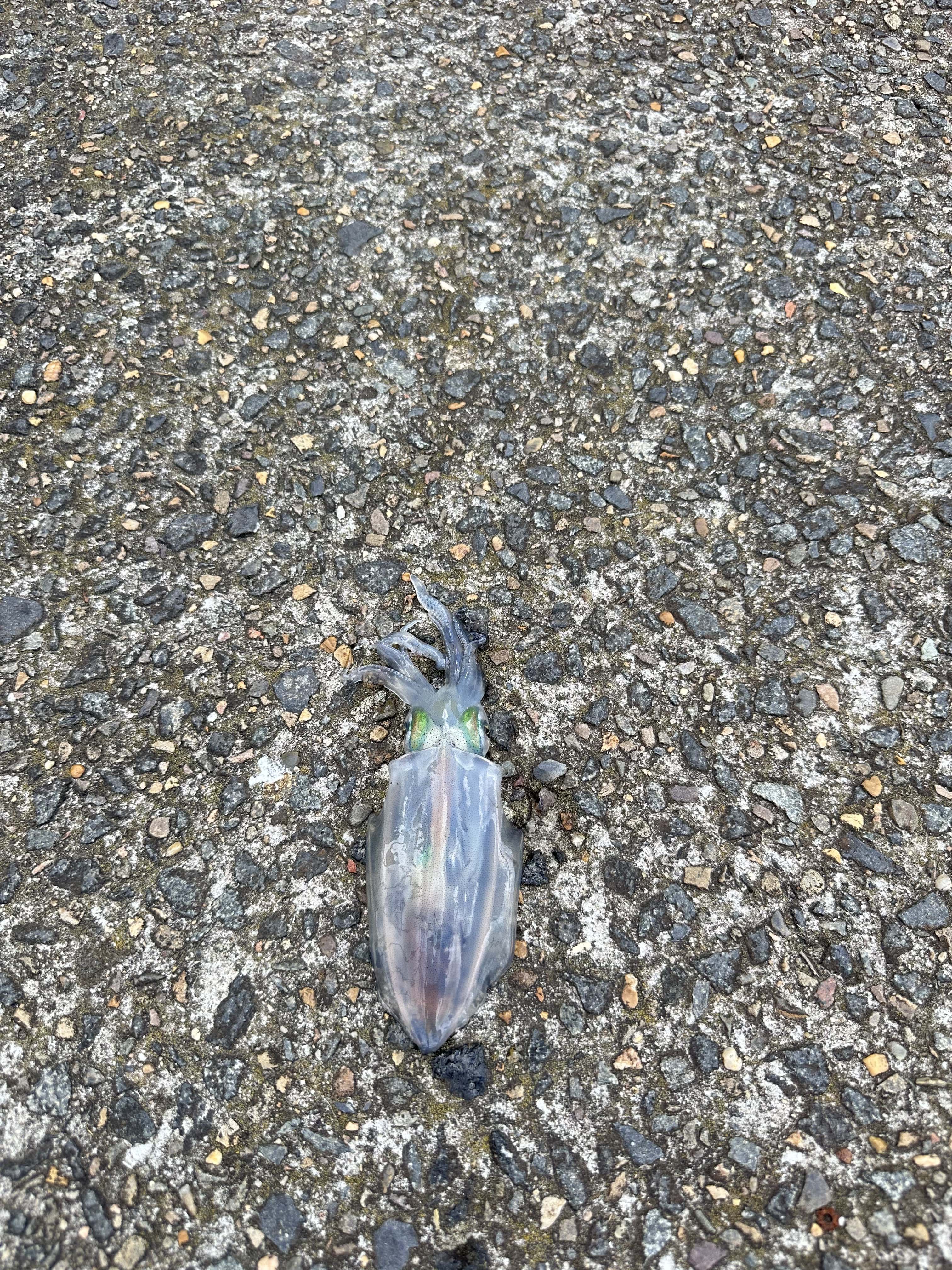 An Epic Learning Experience on the Water - Saltwater Fishing Reports - DECKEE Community