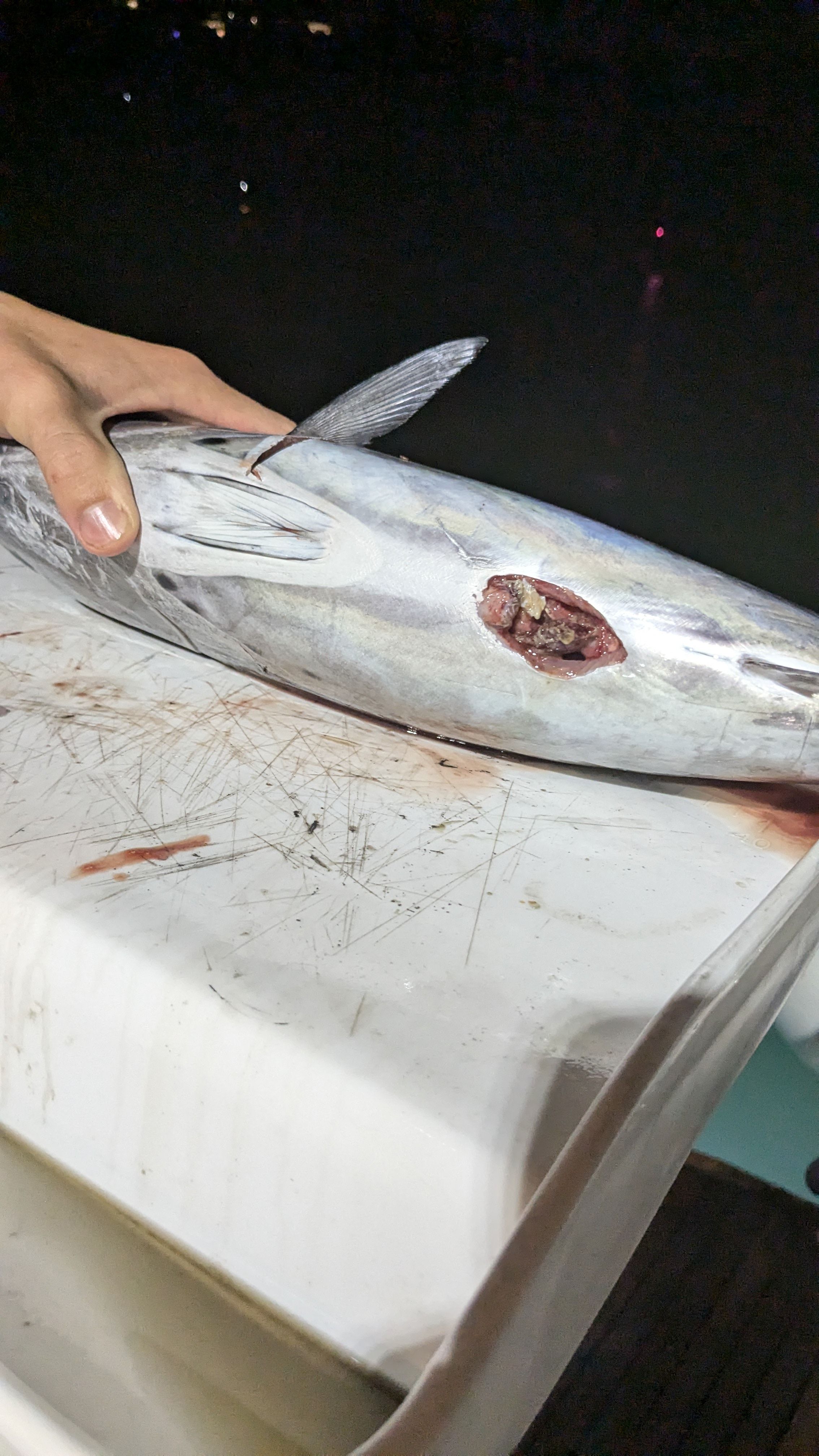 Weird deformity on a Mac tuna - Saltwater Fishing Chat - DECKEE Community