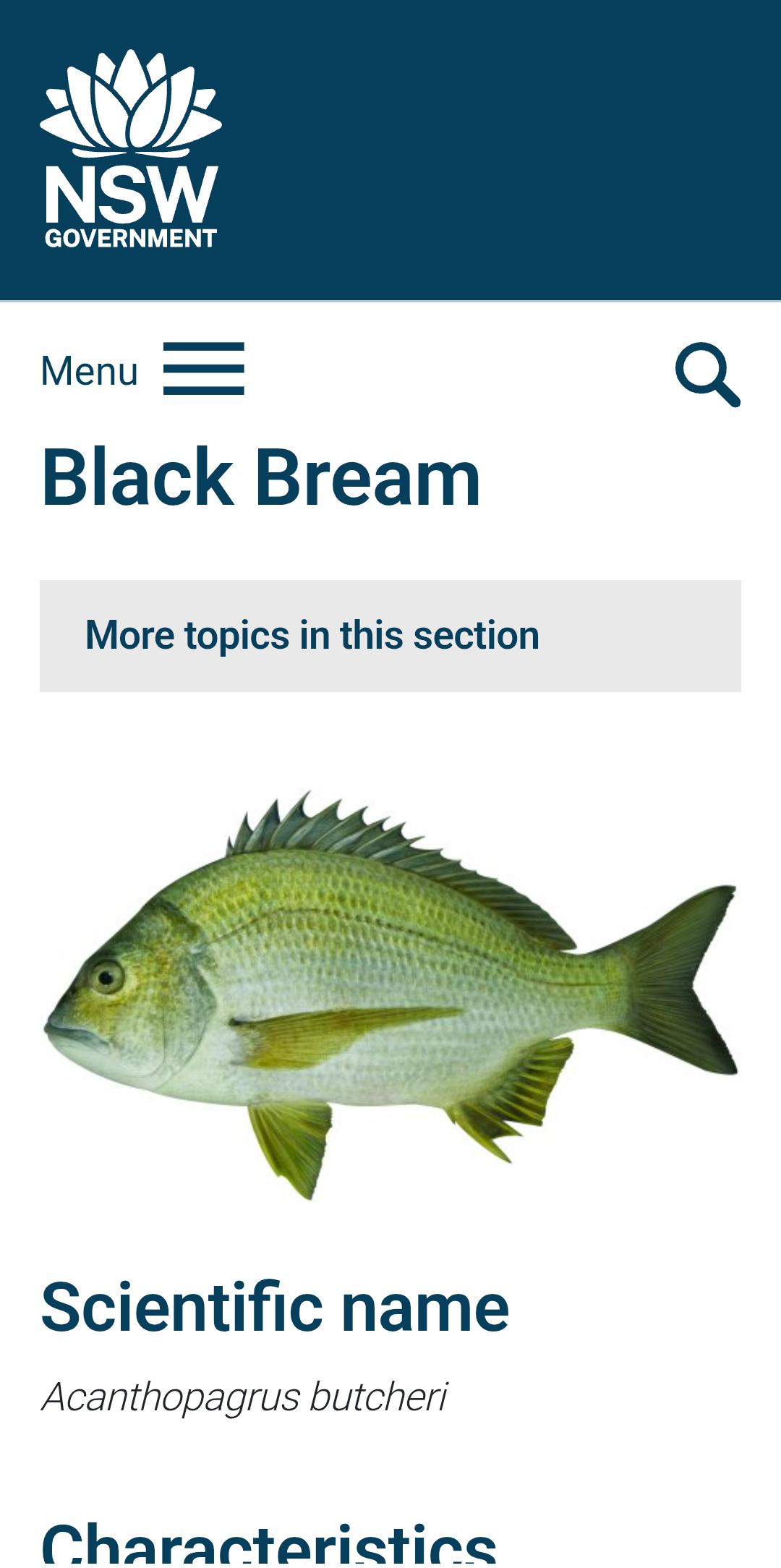 Black Bream? How to know for sure...(Yellowfin Bream) - The Aquarium ...