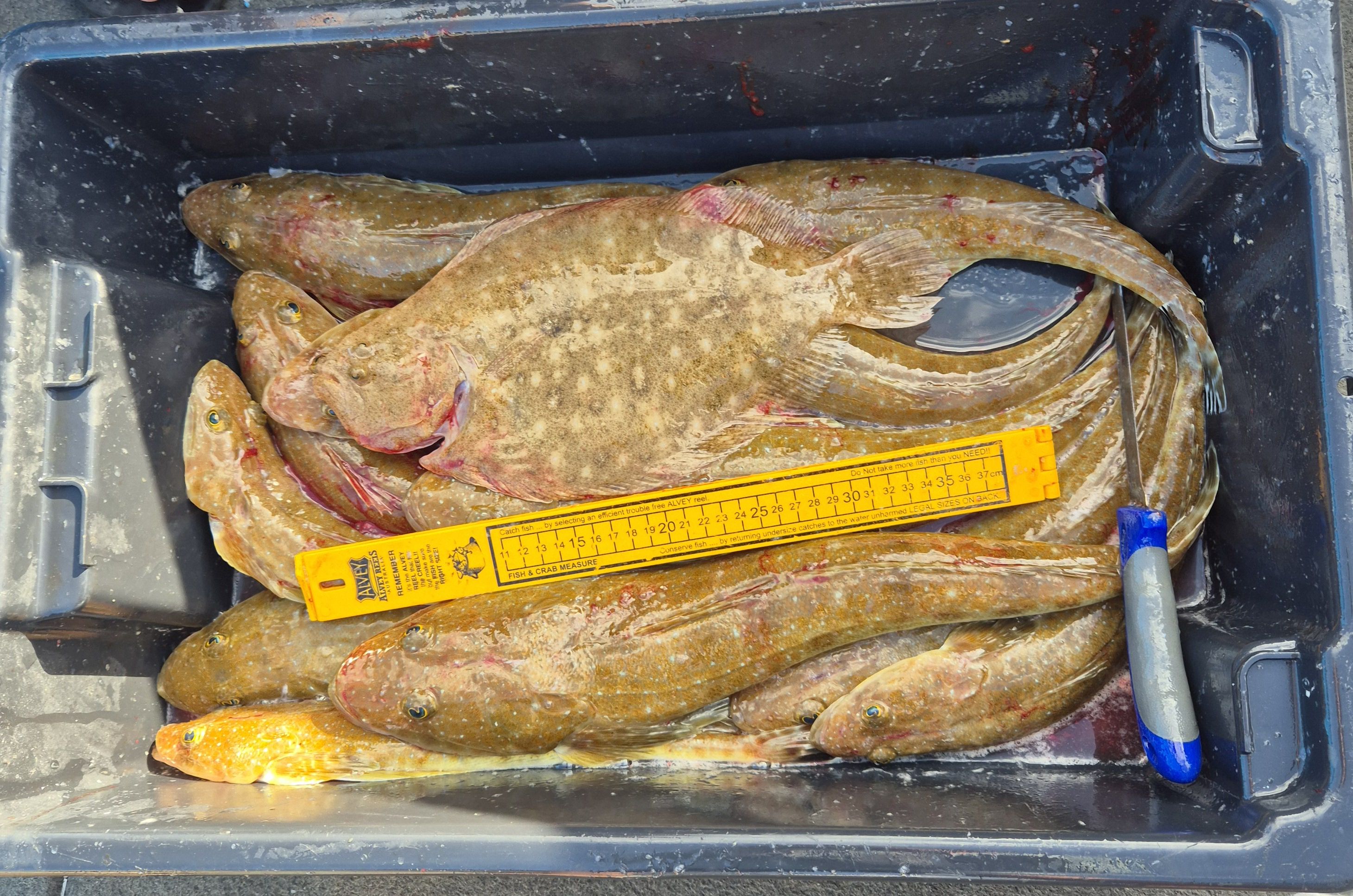 Bate Bay - Saltwater Fishing Reports - DECKEE Community