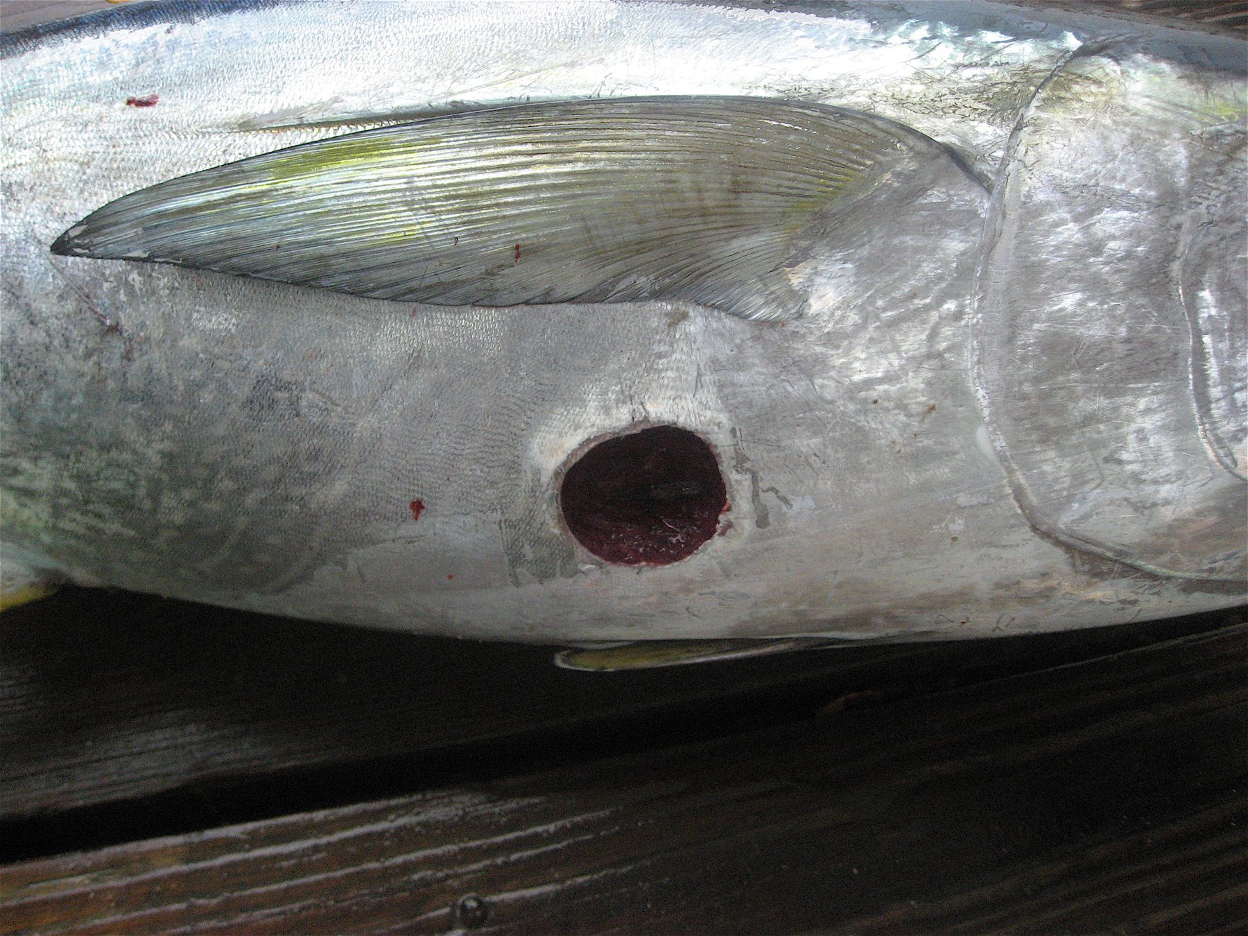 Weird deformity on a Mac tuna - Saltwater Fishing Chat - DECKEE Community
