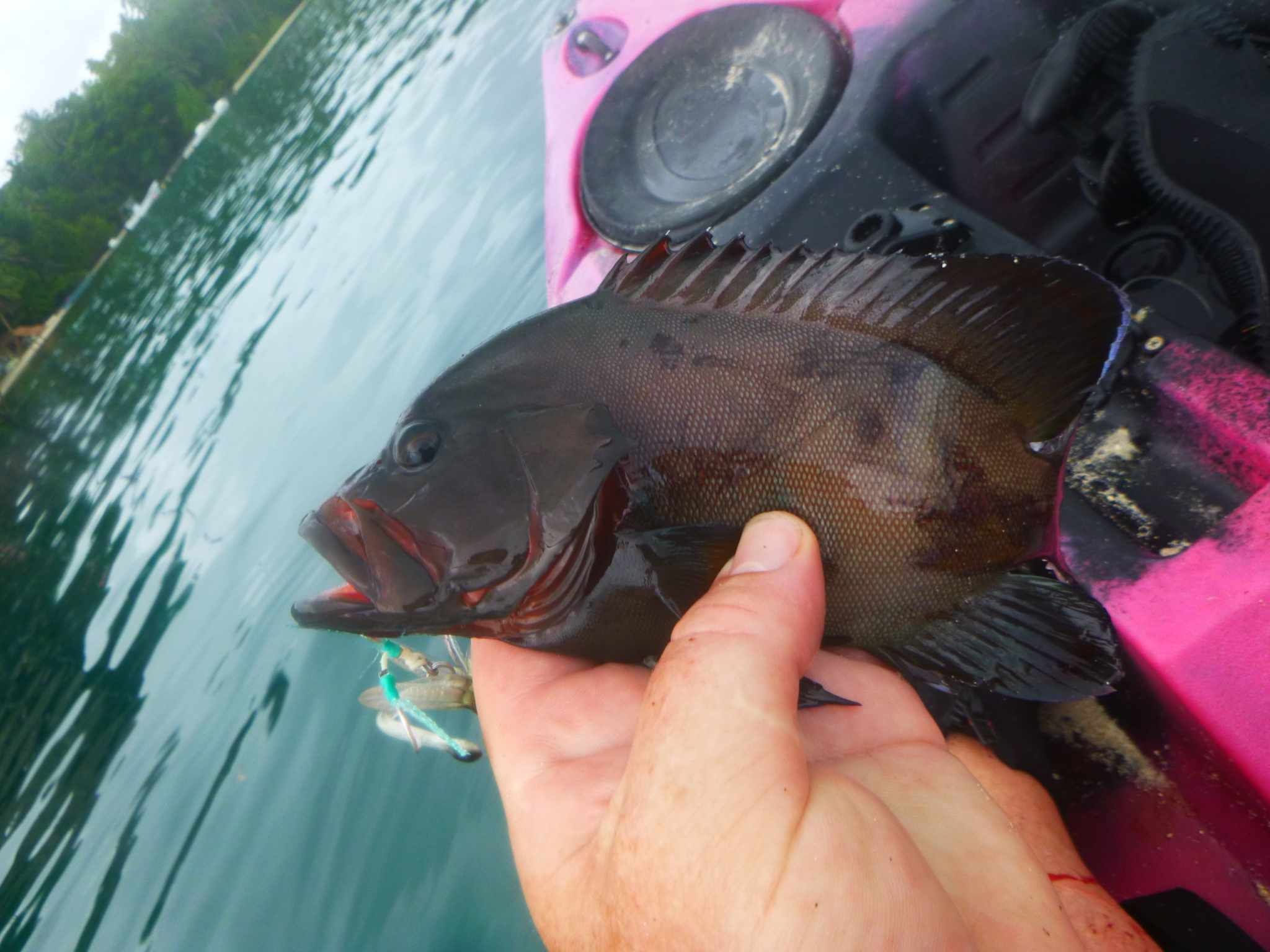 Island life - Return to the Solomons part 2 - Saltwater Fishing Reports ...