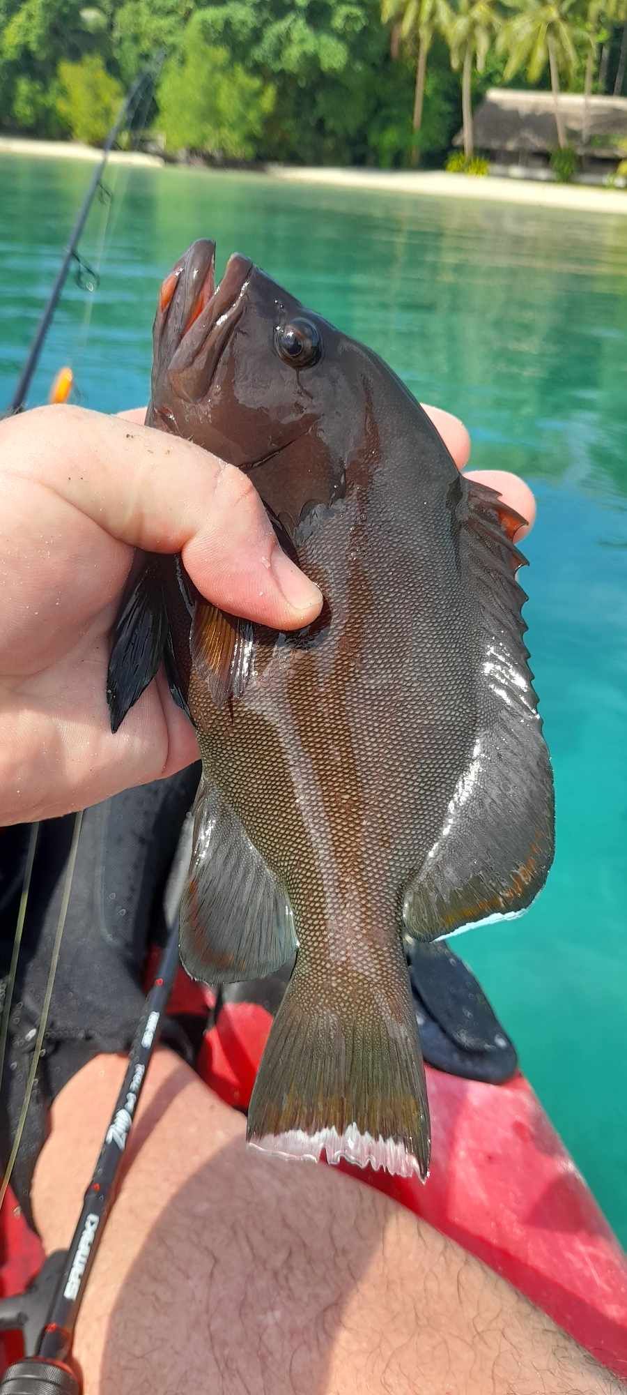 Island life - return to the Solomons part 1 - Saltwater Fishing Reports ...