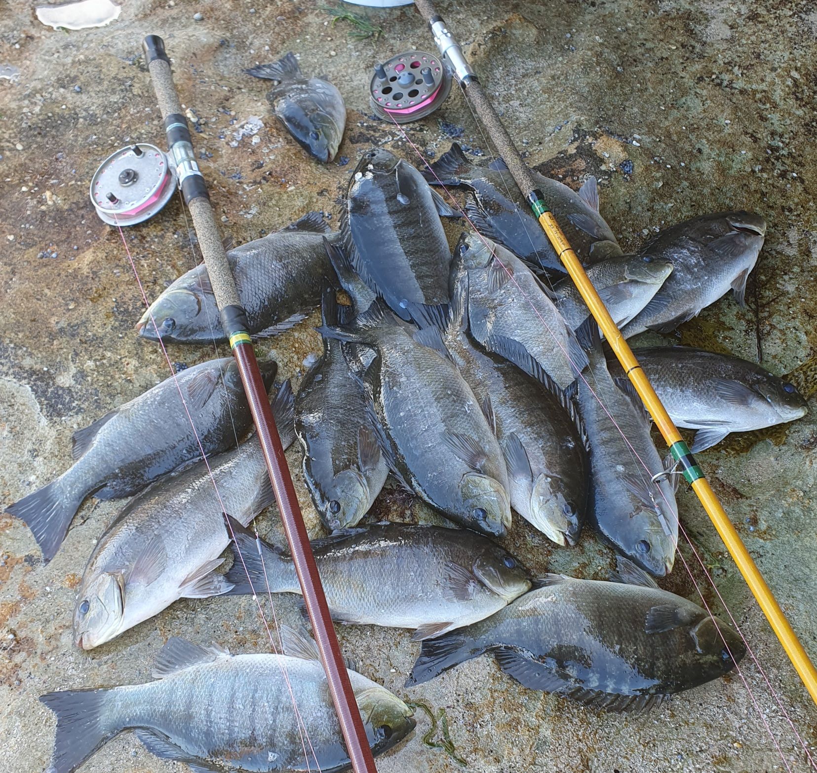 Stones session for luderick. - Saltwater Fishing Reports - DECKEE Community