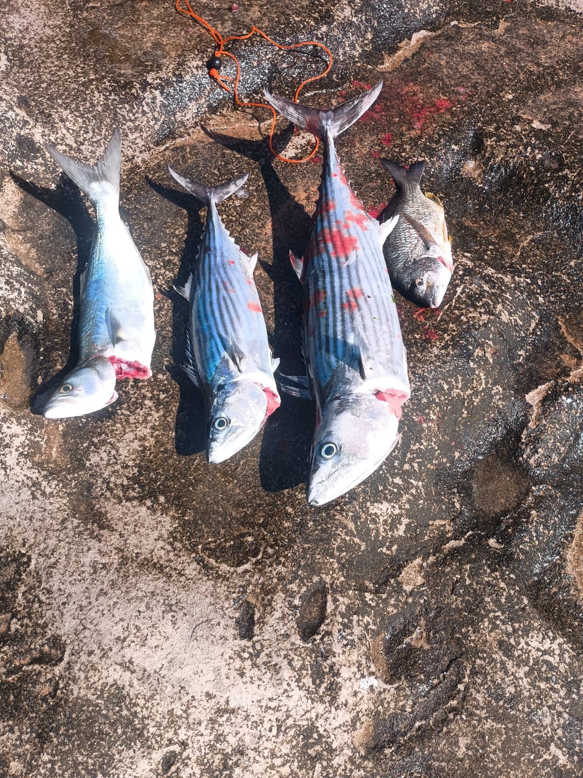 Yeah fishing again - Fishing Reports - DECKEE Community