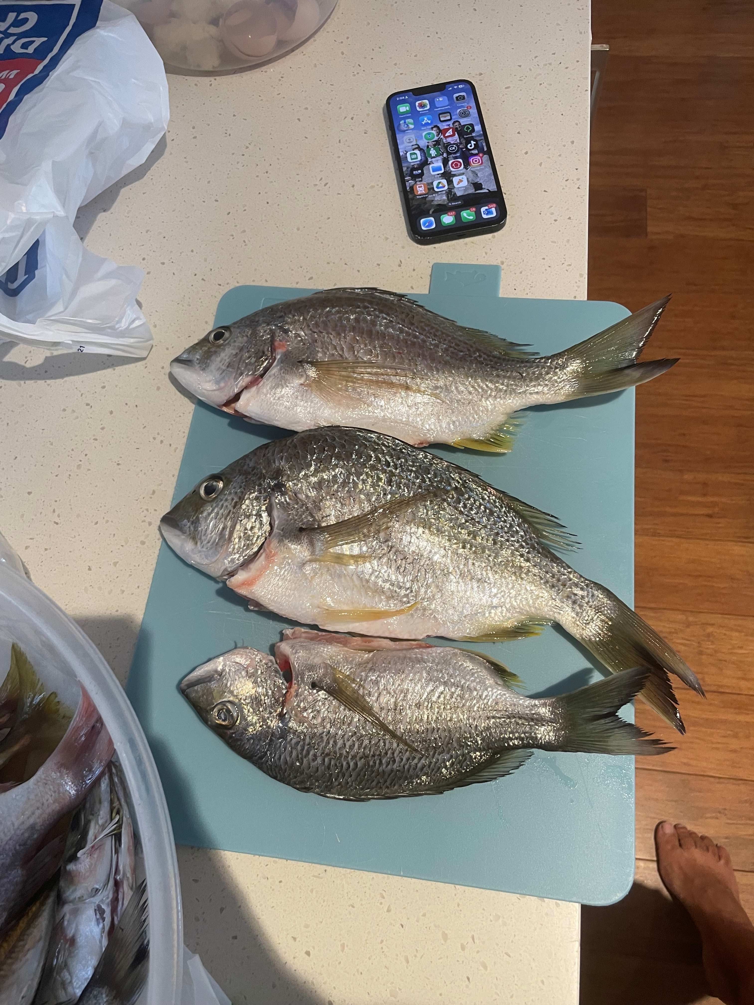 Port hacking fishing 15/03 - Saltwater Fishing Reports - DECKEE Community