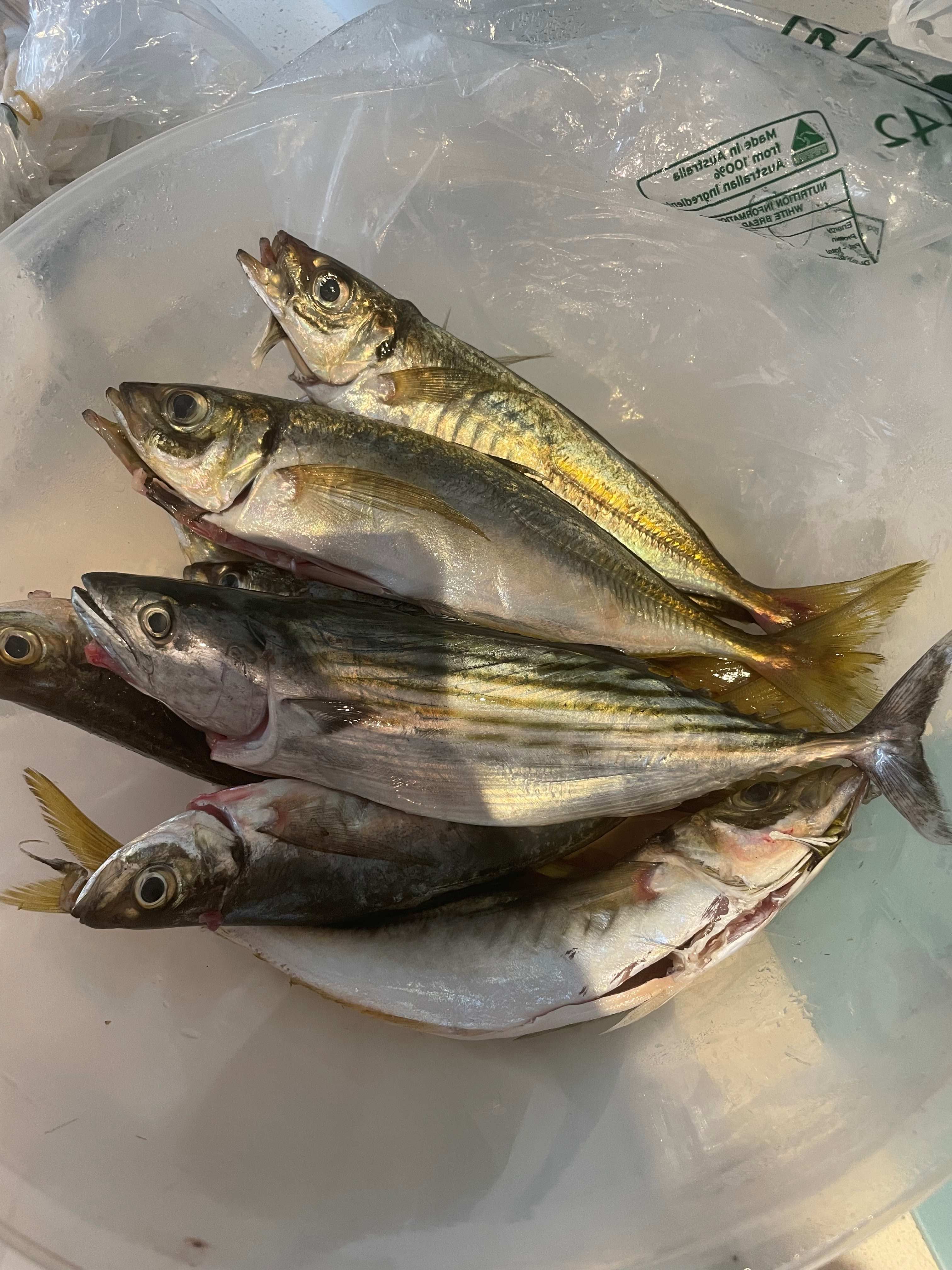 Port hacking fishing 15/03 - Saltwater Fishing Reports - DECKEE Community
