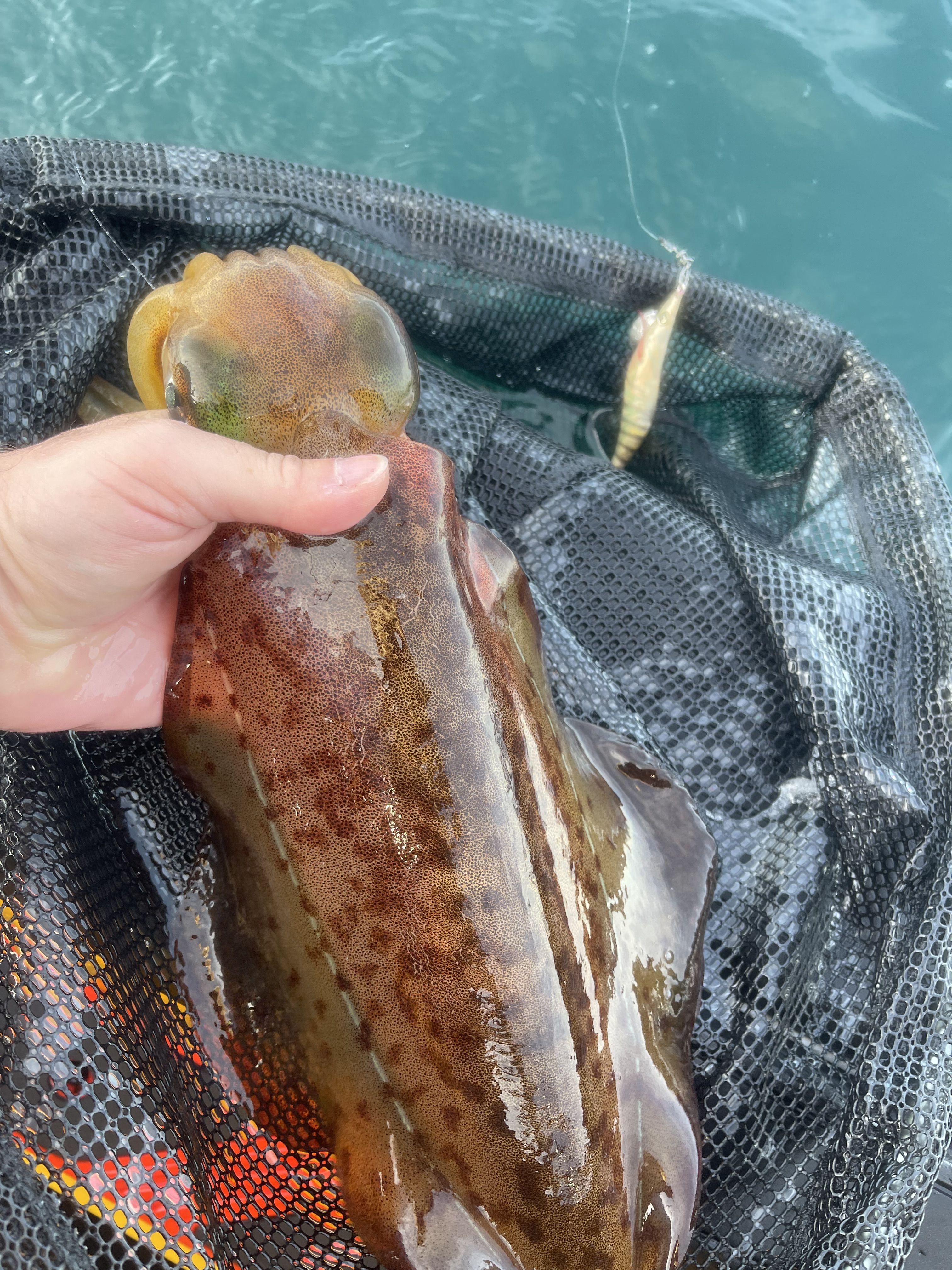 Cronulla and offshore - Saltwater Fishing Reports - DECKEE Community