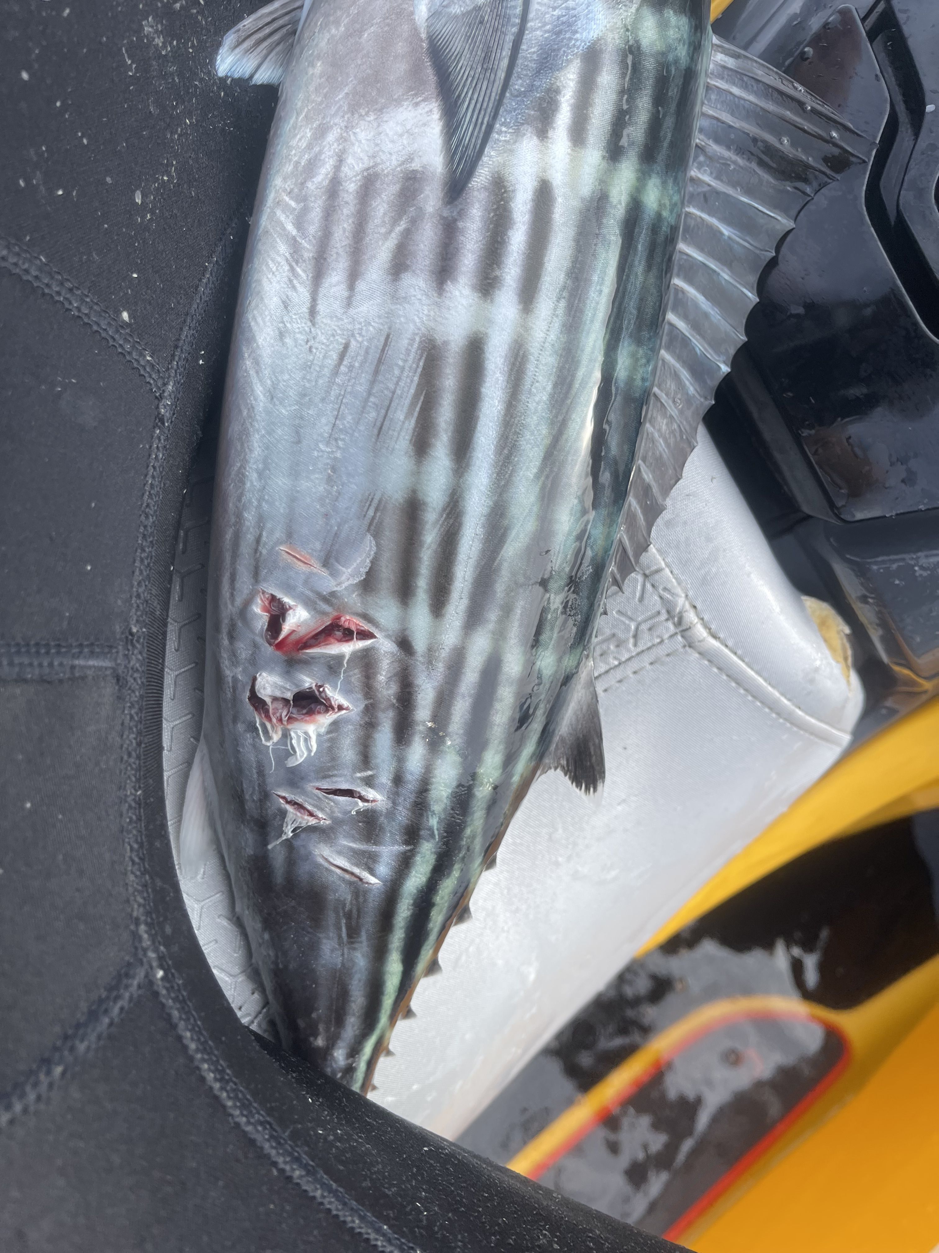Cronulla and offshore - Saltwater Fishing Reports - DECKEE Community