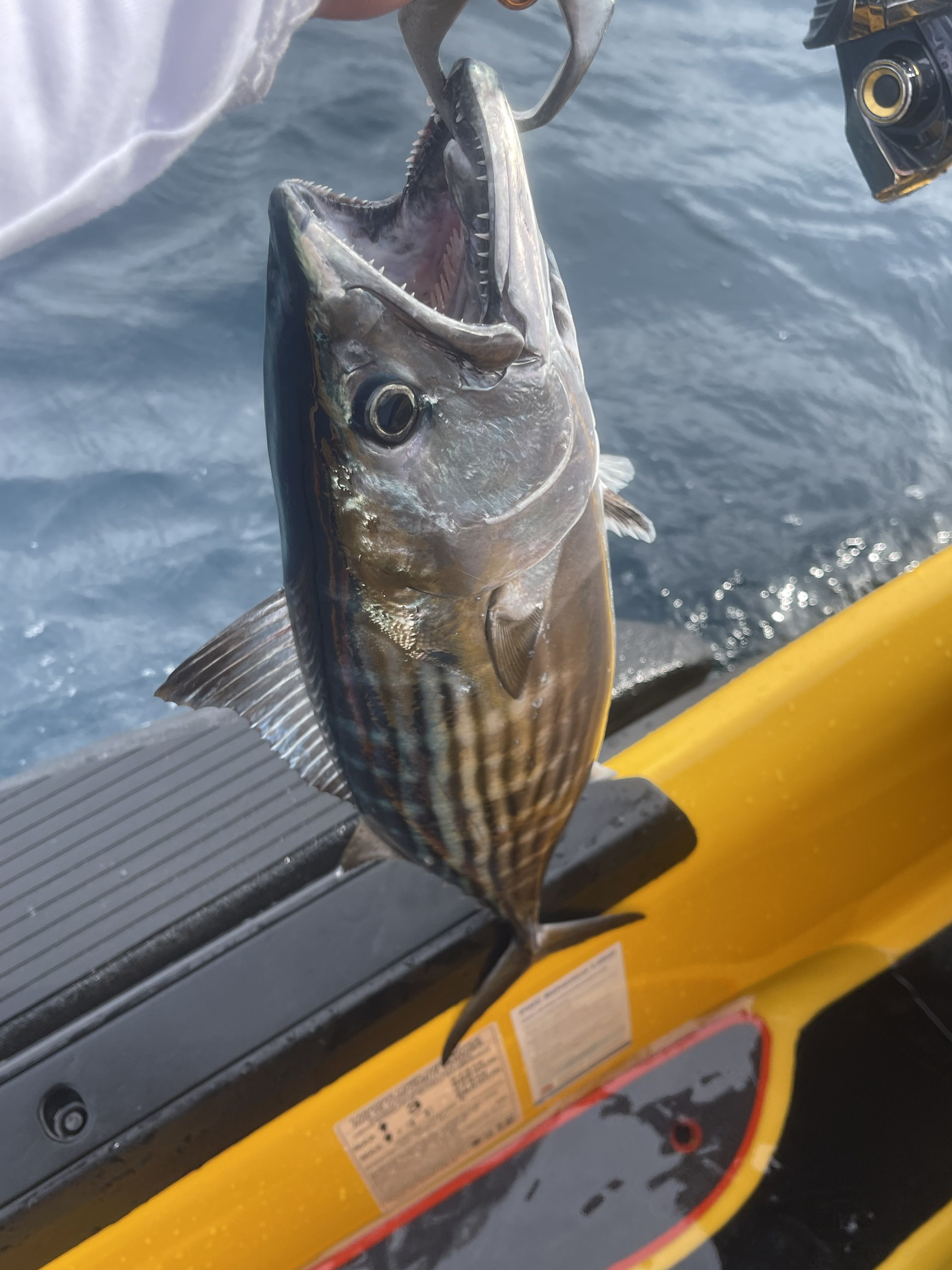 Cronulla and offshore - Saltwater Fishing Reports - DECKEE Community