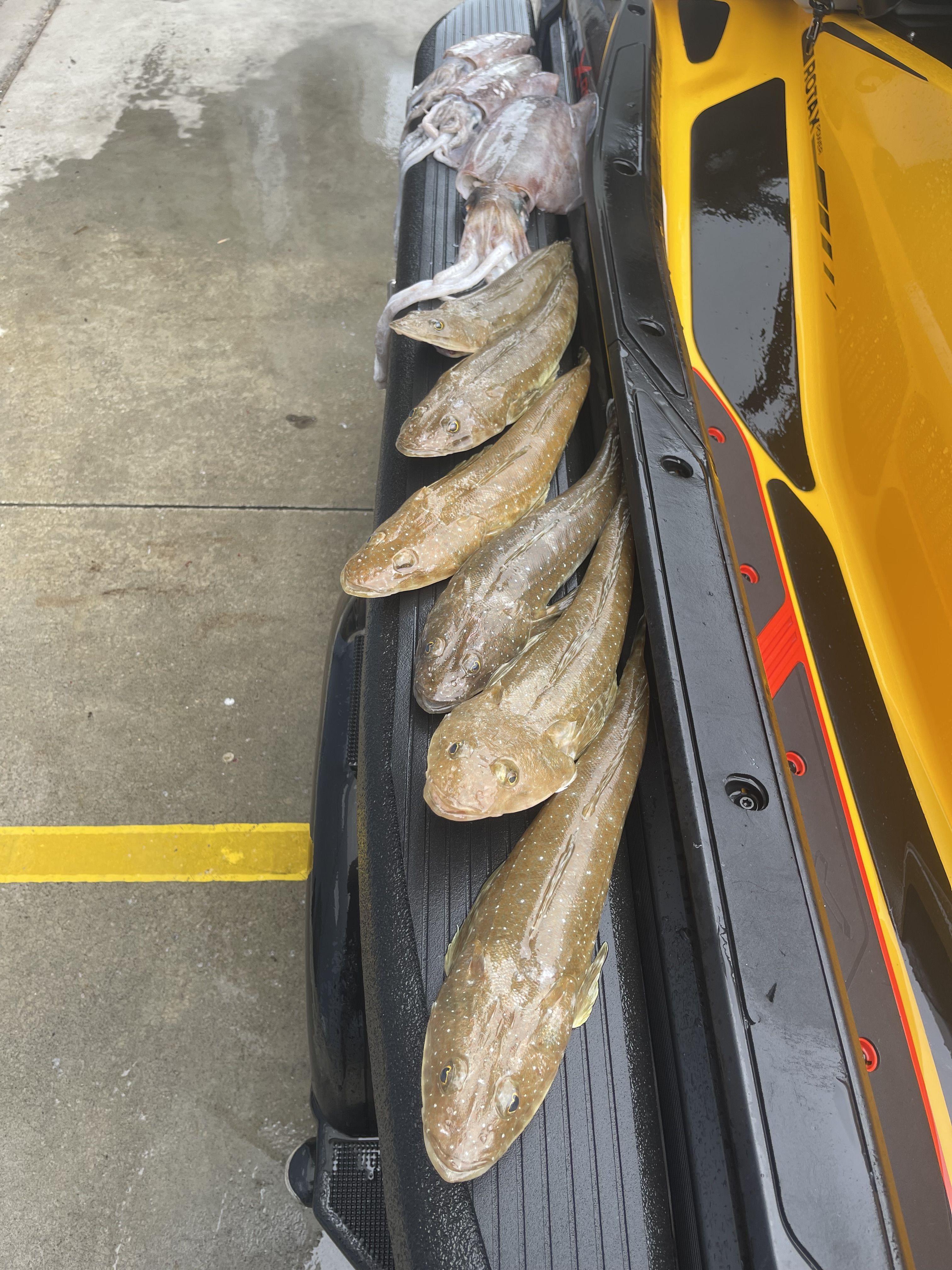 Cronulla and offshore - Saltwater Fishing Reports - DECKEE Community