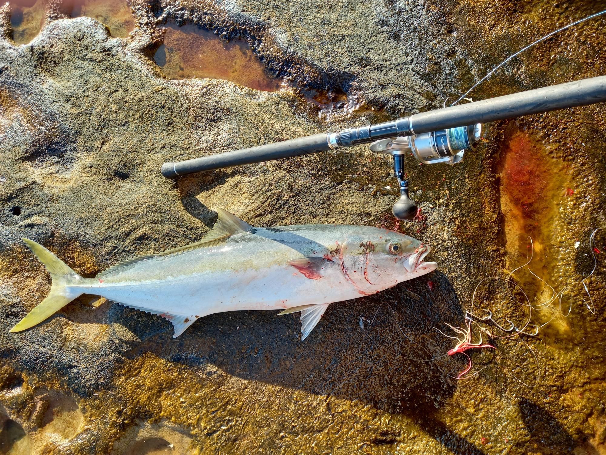 Spinning garfish - Saltwater Fishing Chat - DECKEE Community