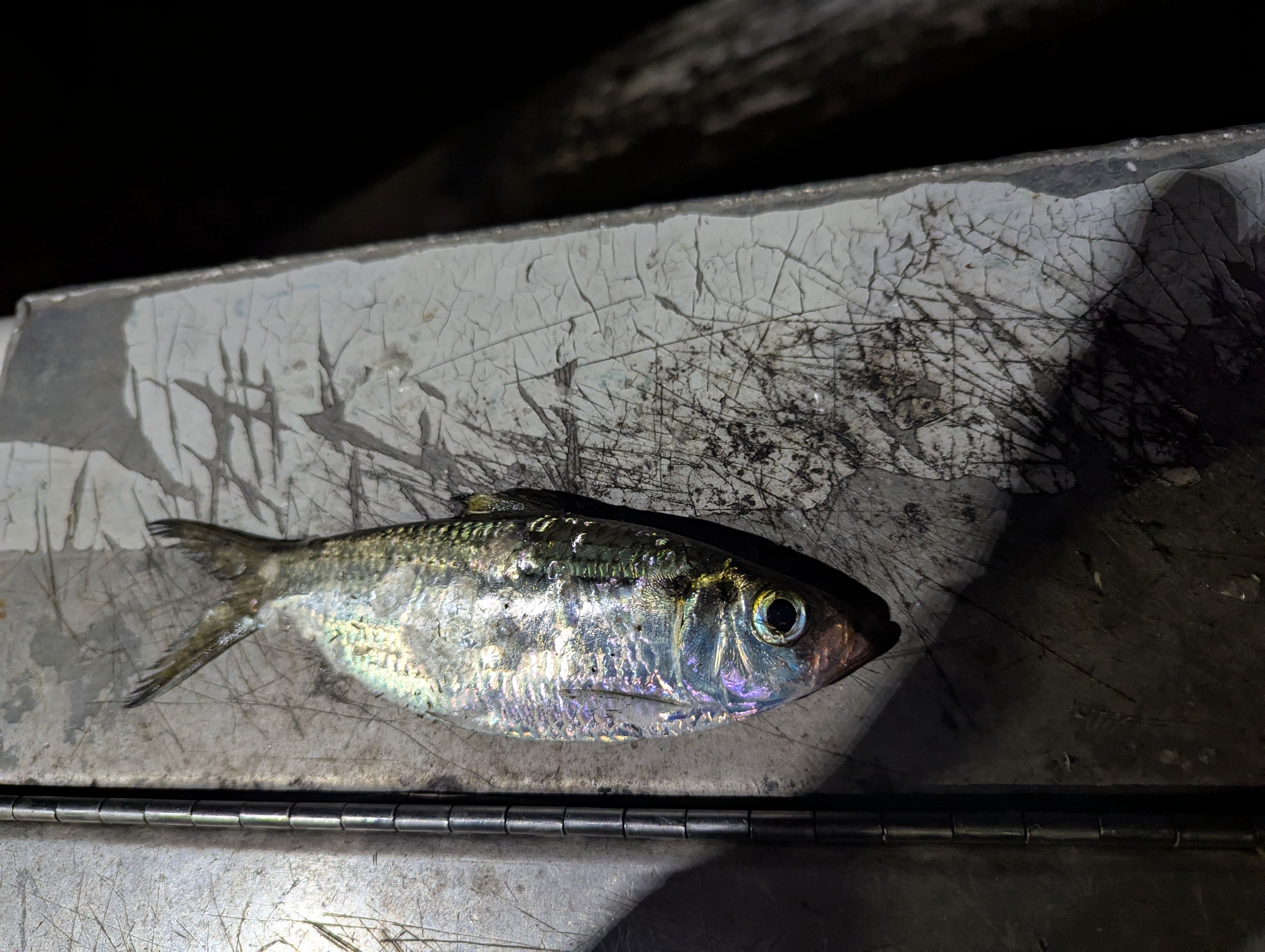 Fish ID please Parramatta river (Southern Herring) - The Aquarium ...