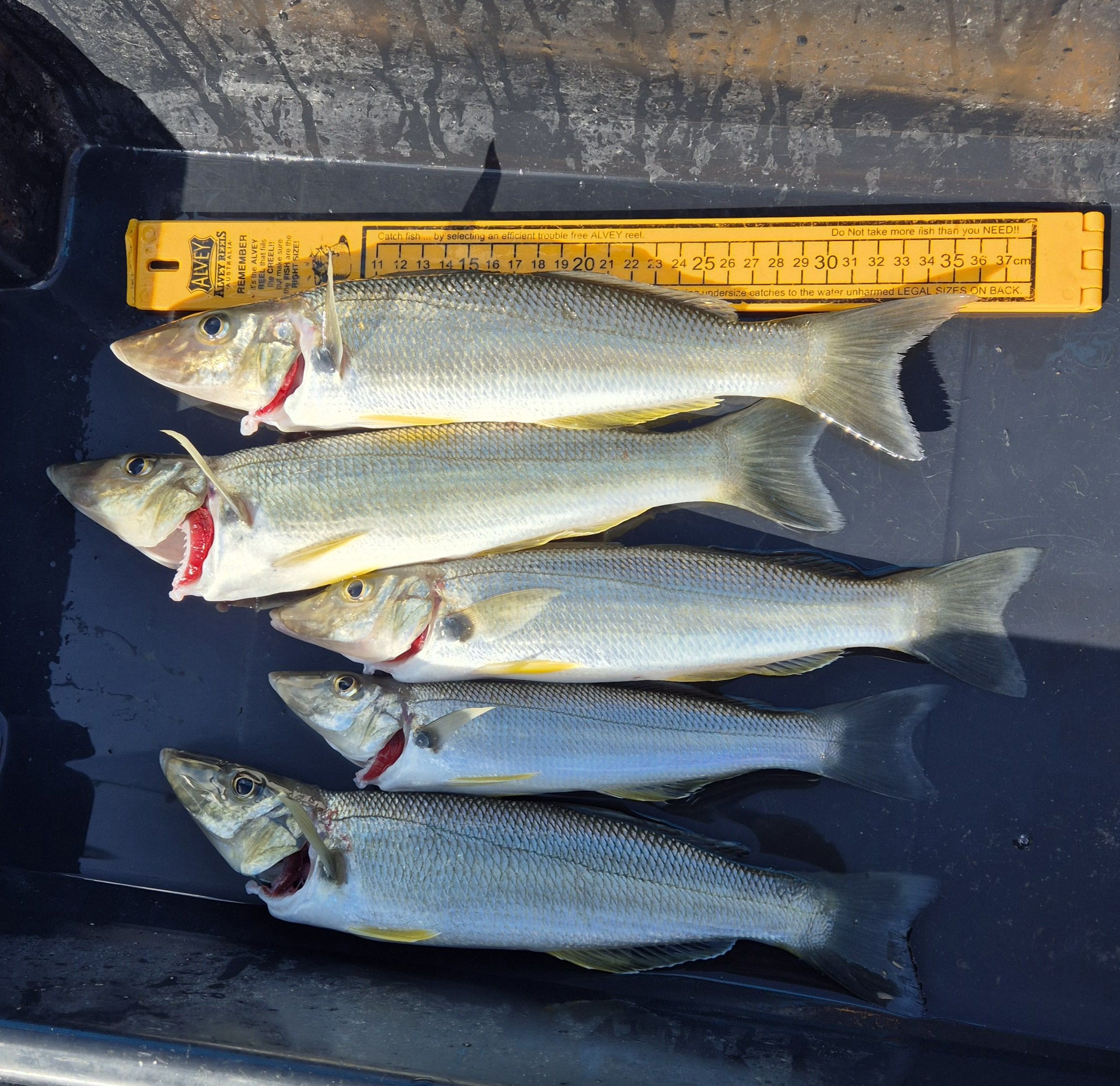 Port Hacking - Saltwater Fishing Reports - DECKEE Community