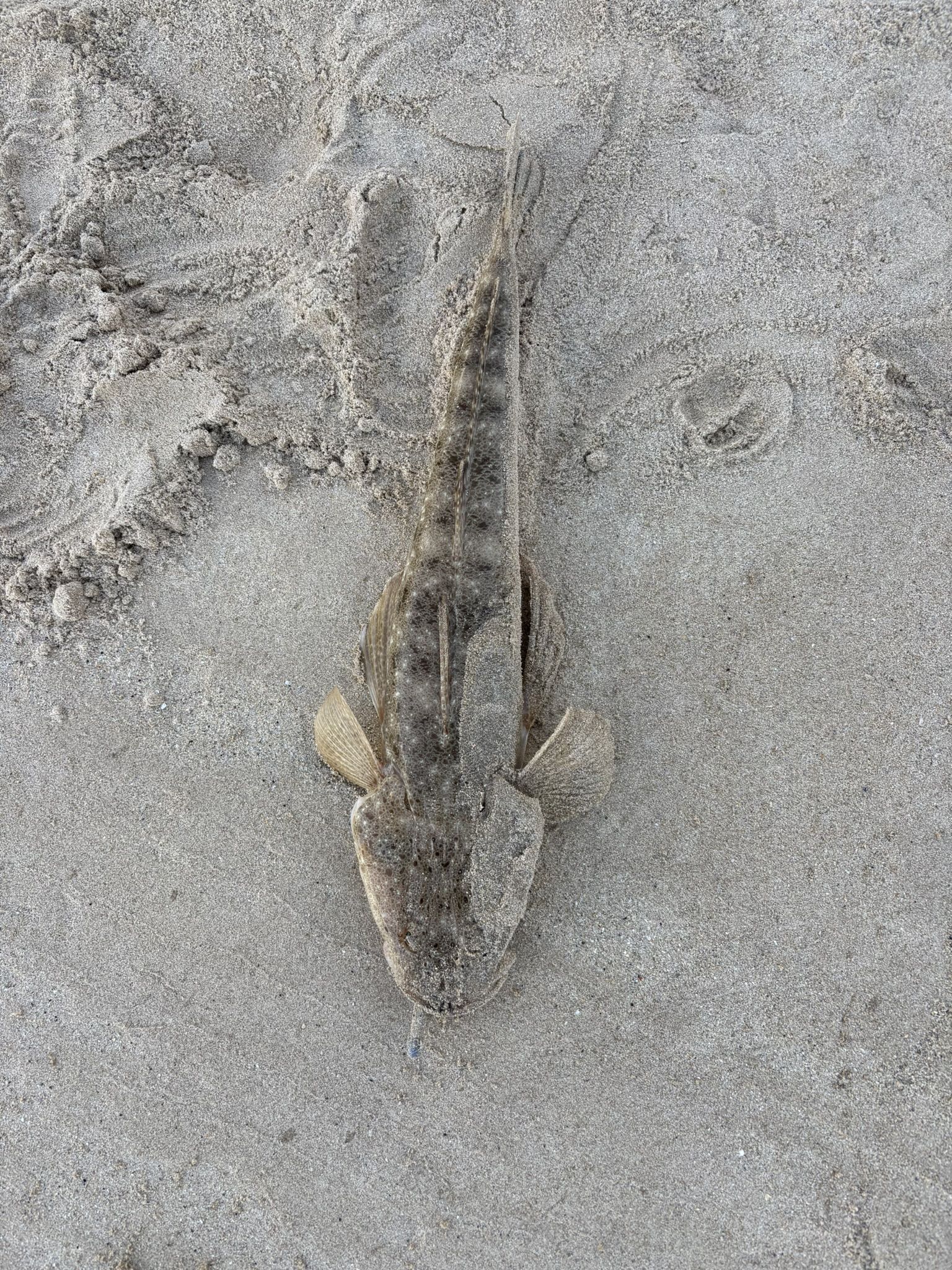 Hot Flatty Bite - Saltwater Fishing Reports - DECKEE Community